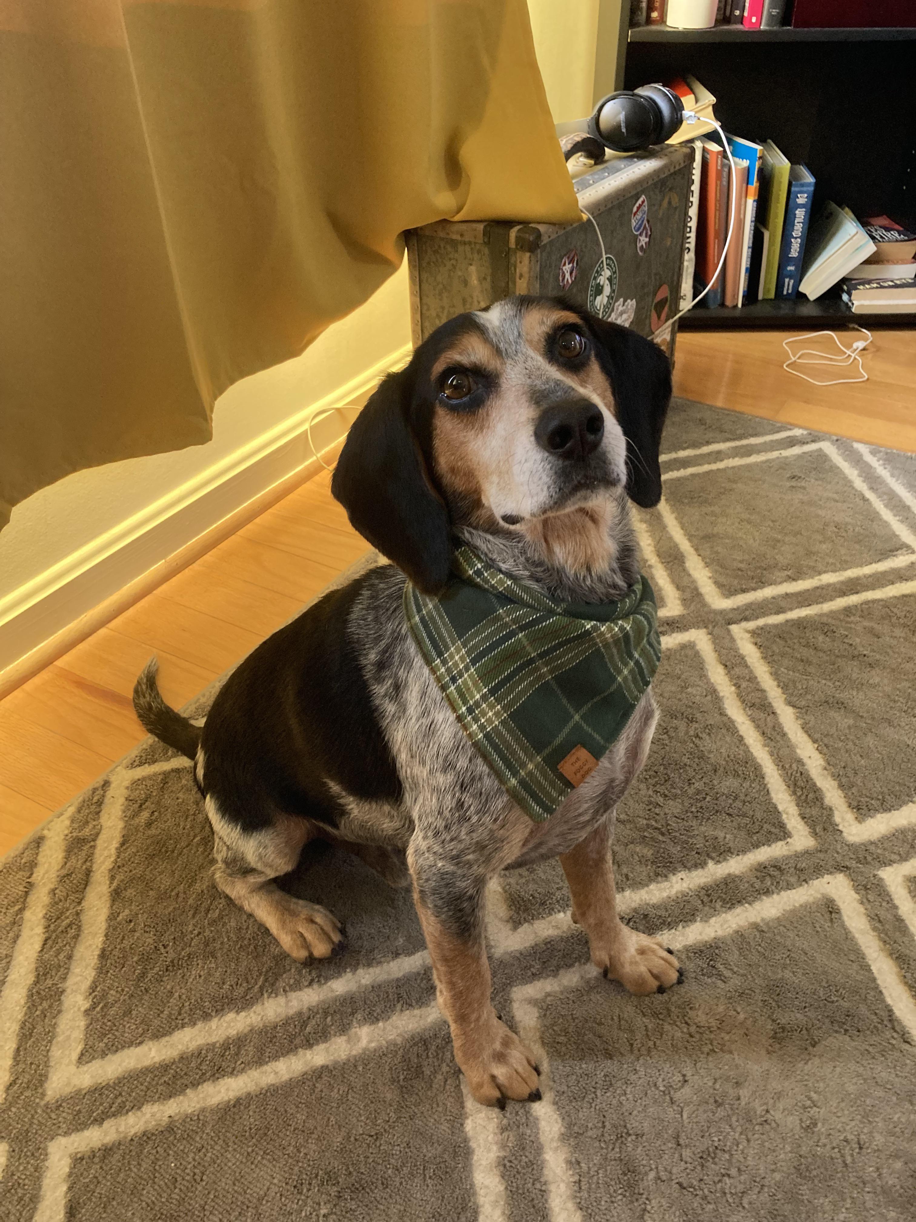Oliver the Blue Tick Beagle | Scrolller