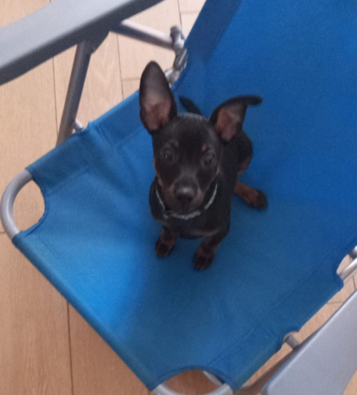 Meet Lucky! | Scrolller