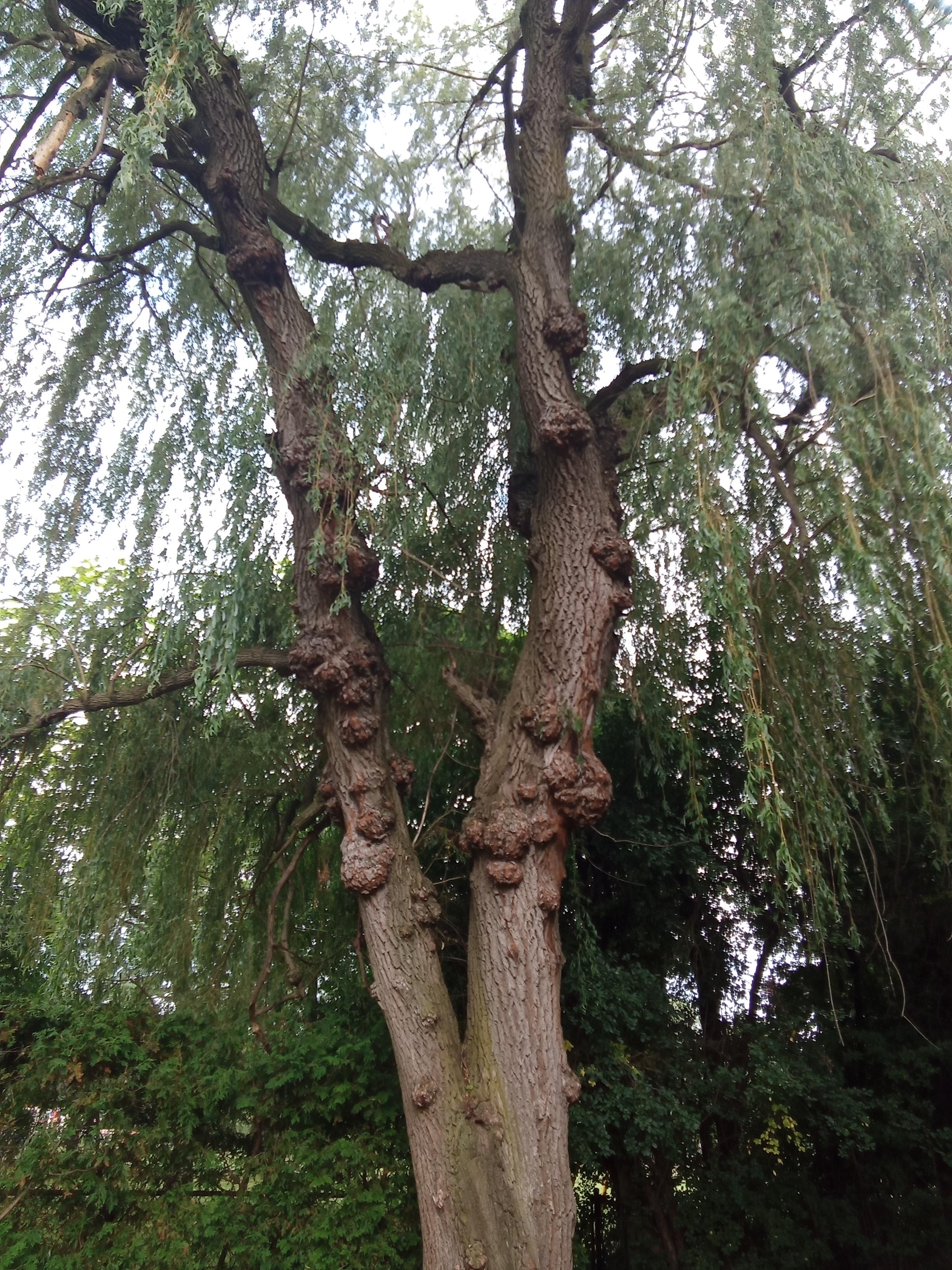 What are these bumps on this willow? | Scrolller