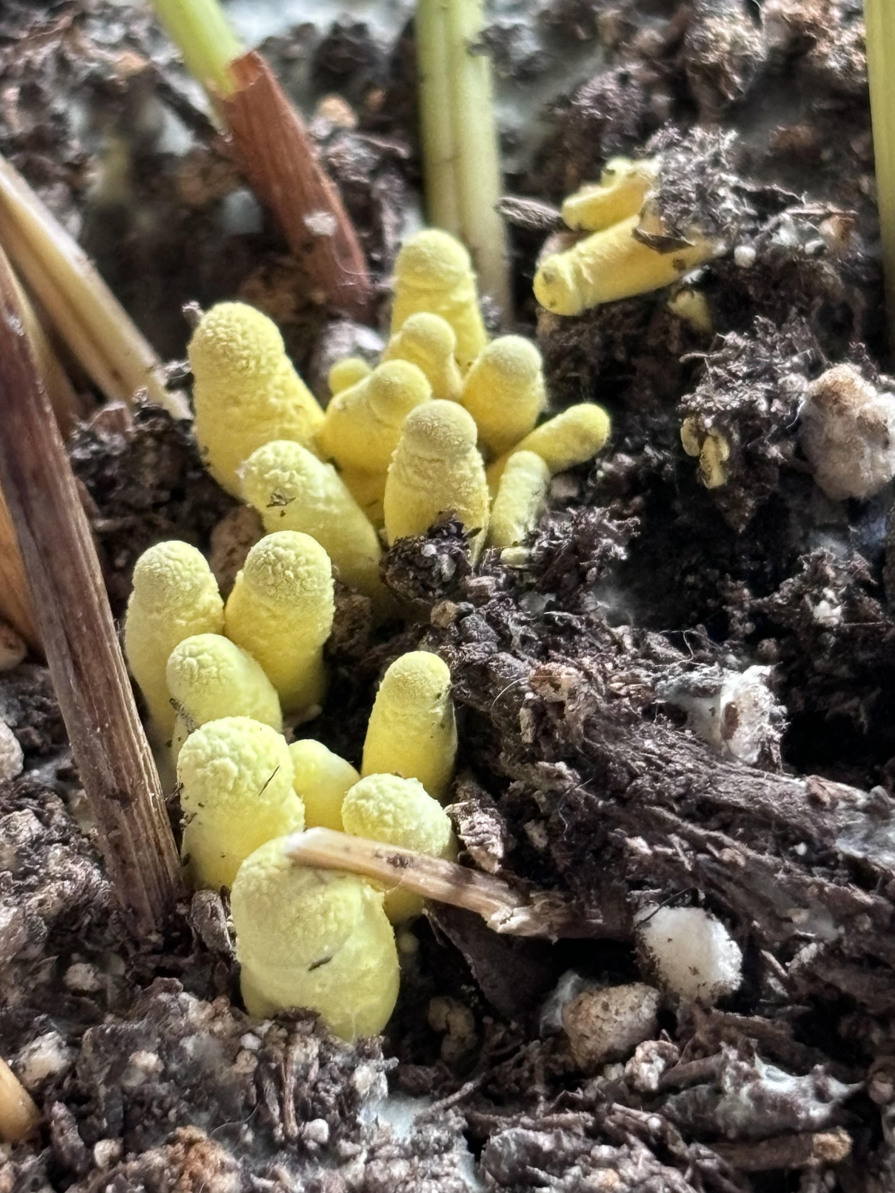 What are these called? | Scrolller