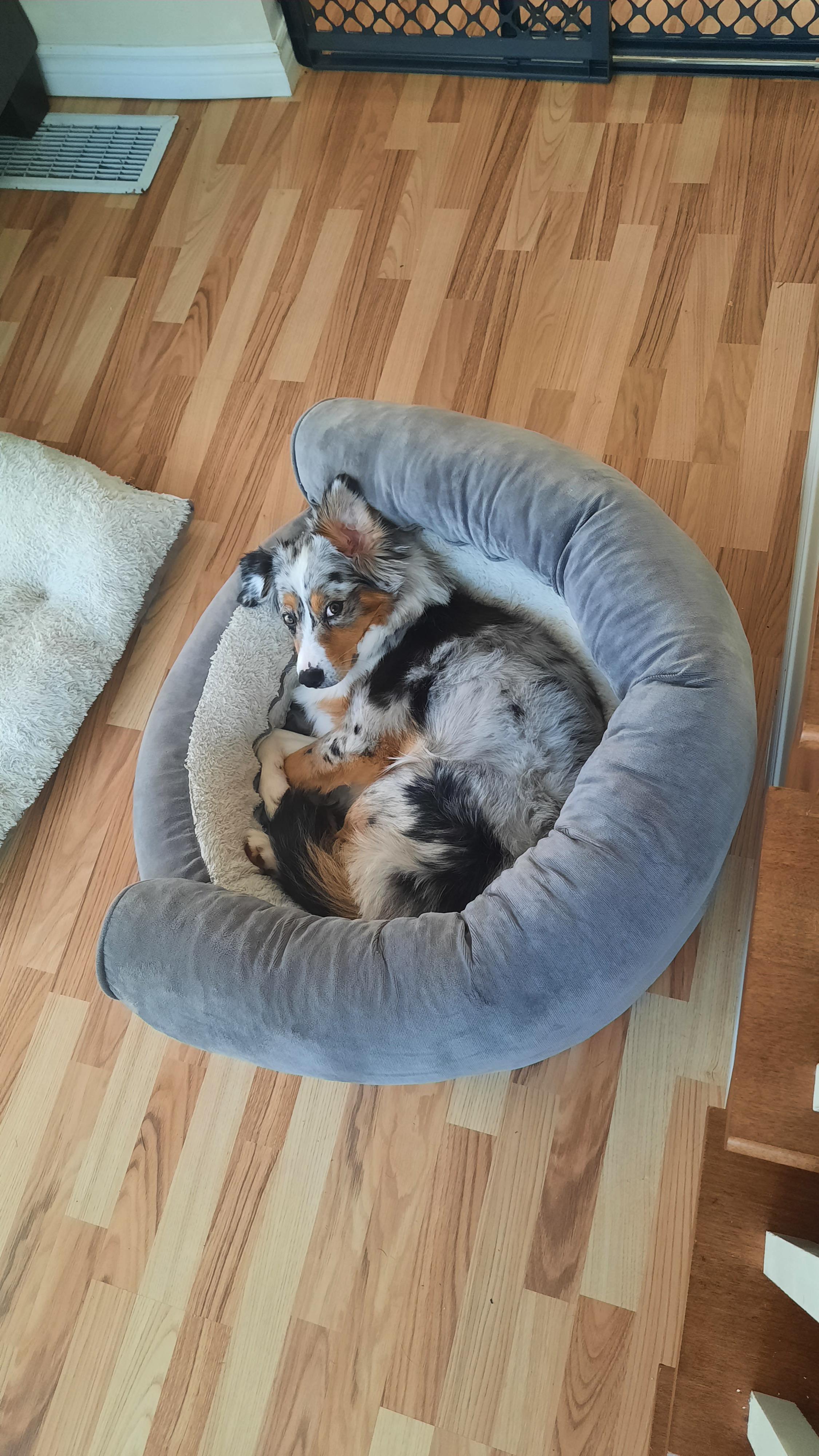 He's so damn cute and cuddly I want to squish in his bed with him! 😇🤗💗 | Scrolller