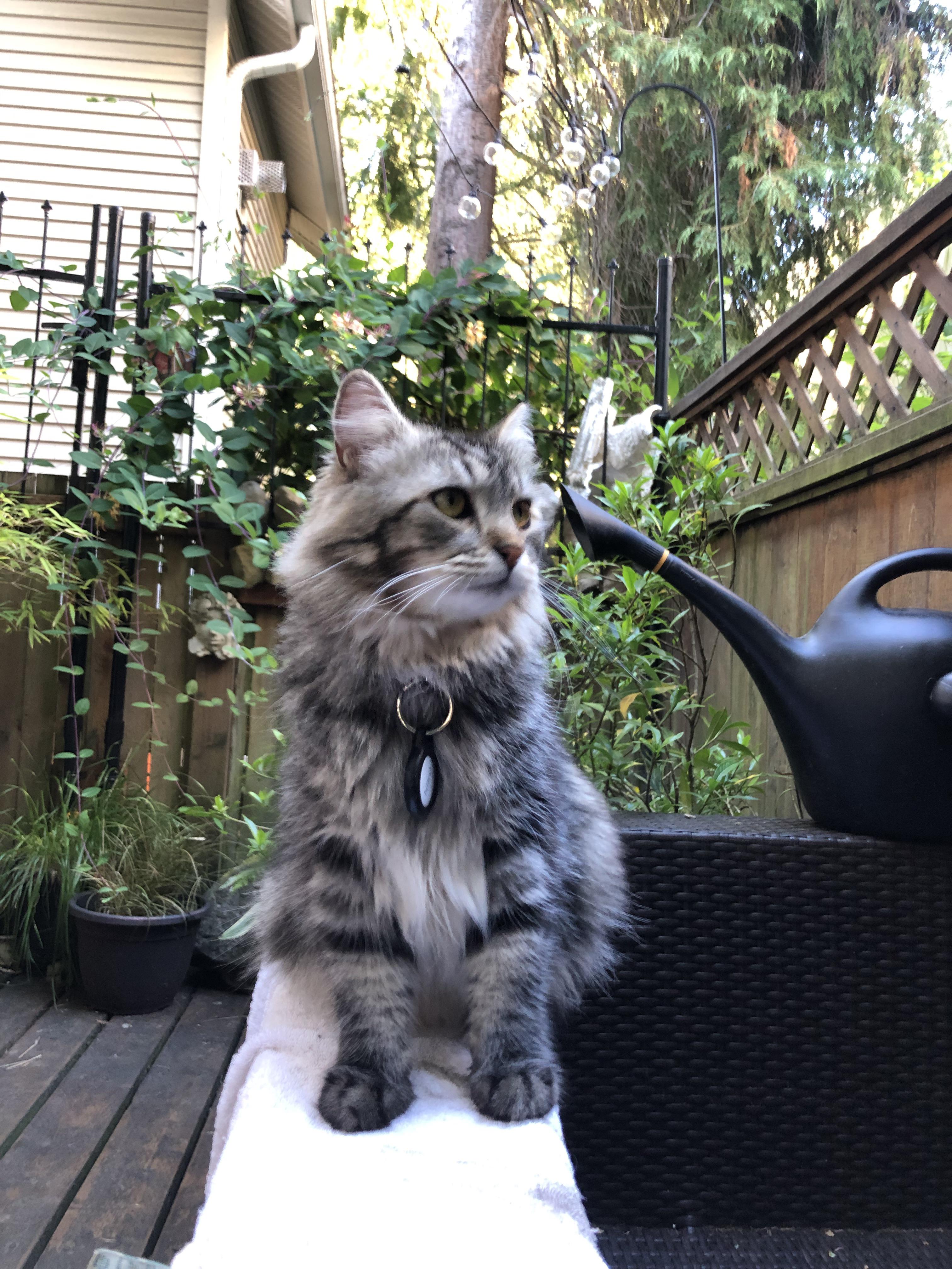 Niko & Max | Scrolller