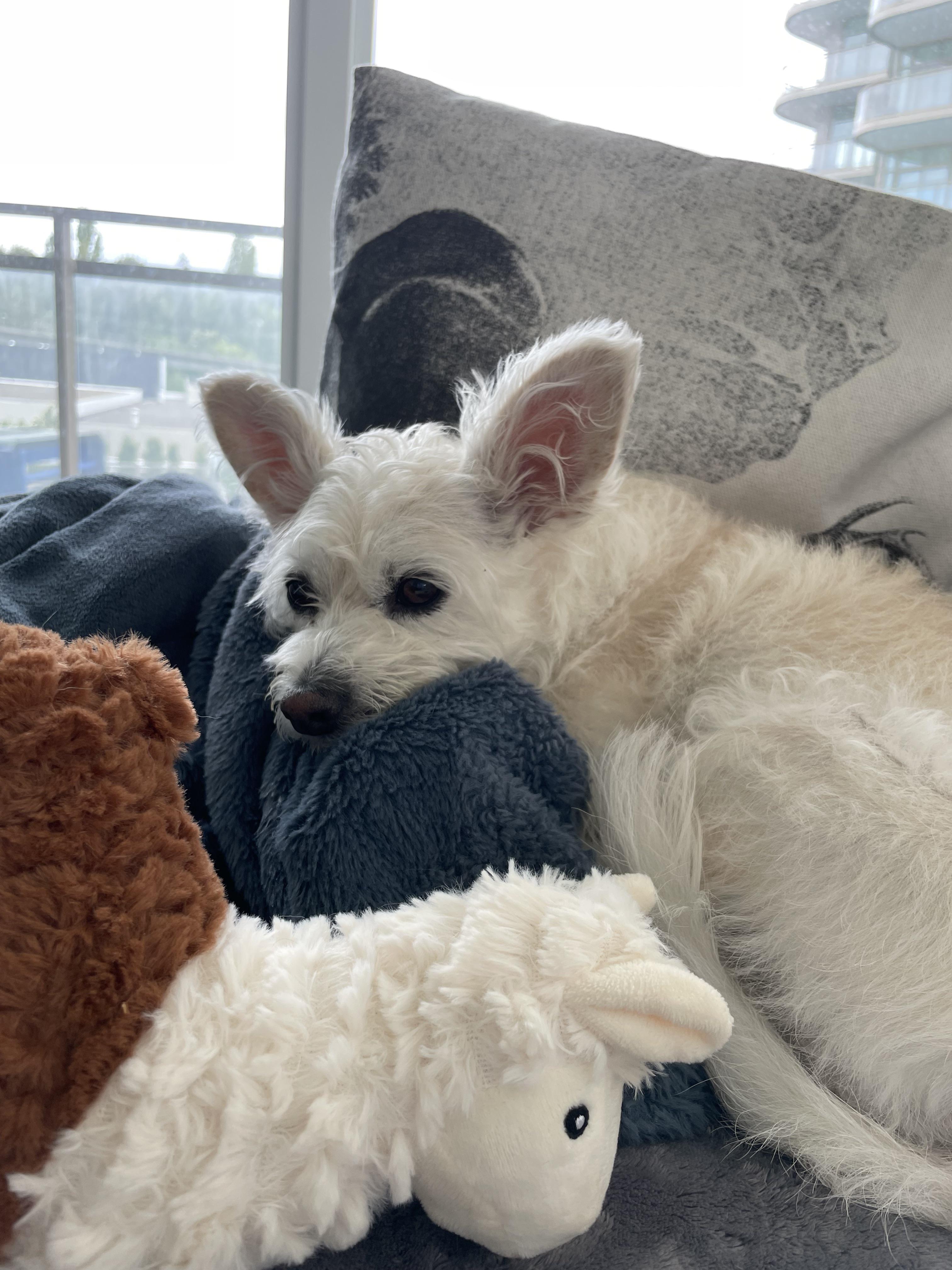 Bonnie, before & after you call her | Scrolller