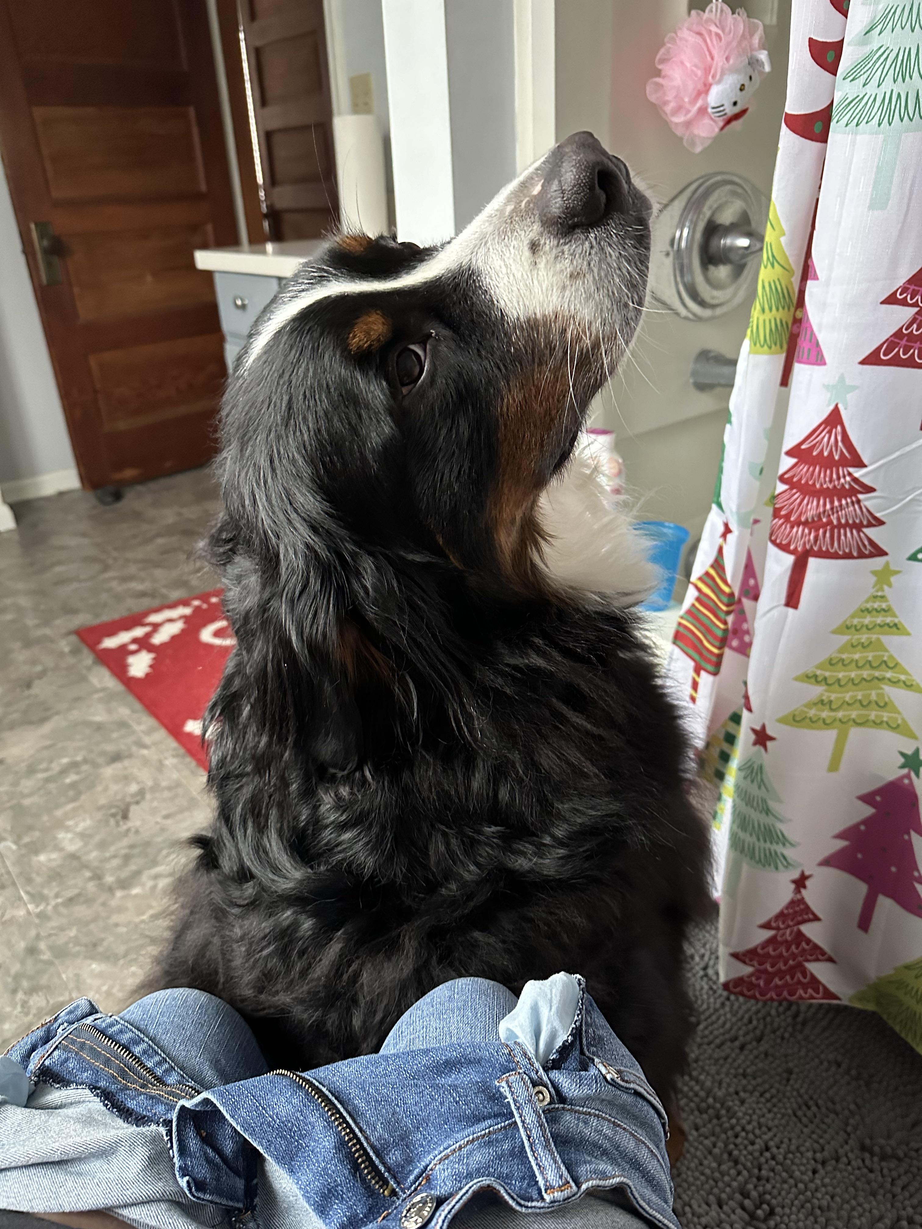 Typical day with a Berner. Personal space? Nope | Scrolller