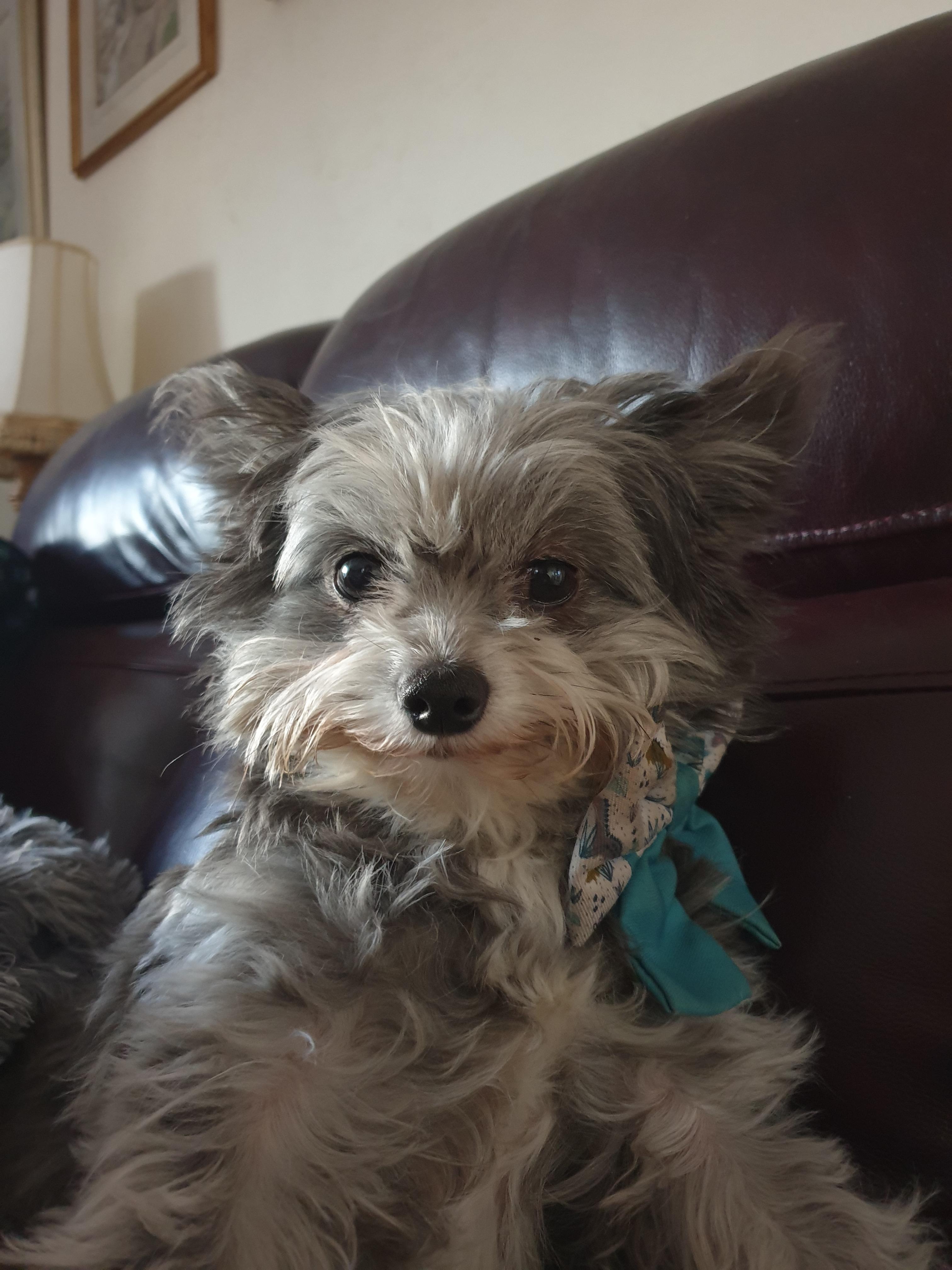 My Partner S Dog Loves Her Belly Rubs Scrolller