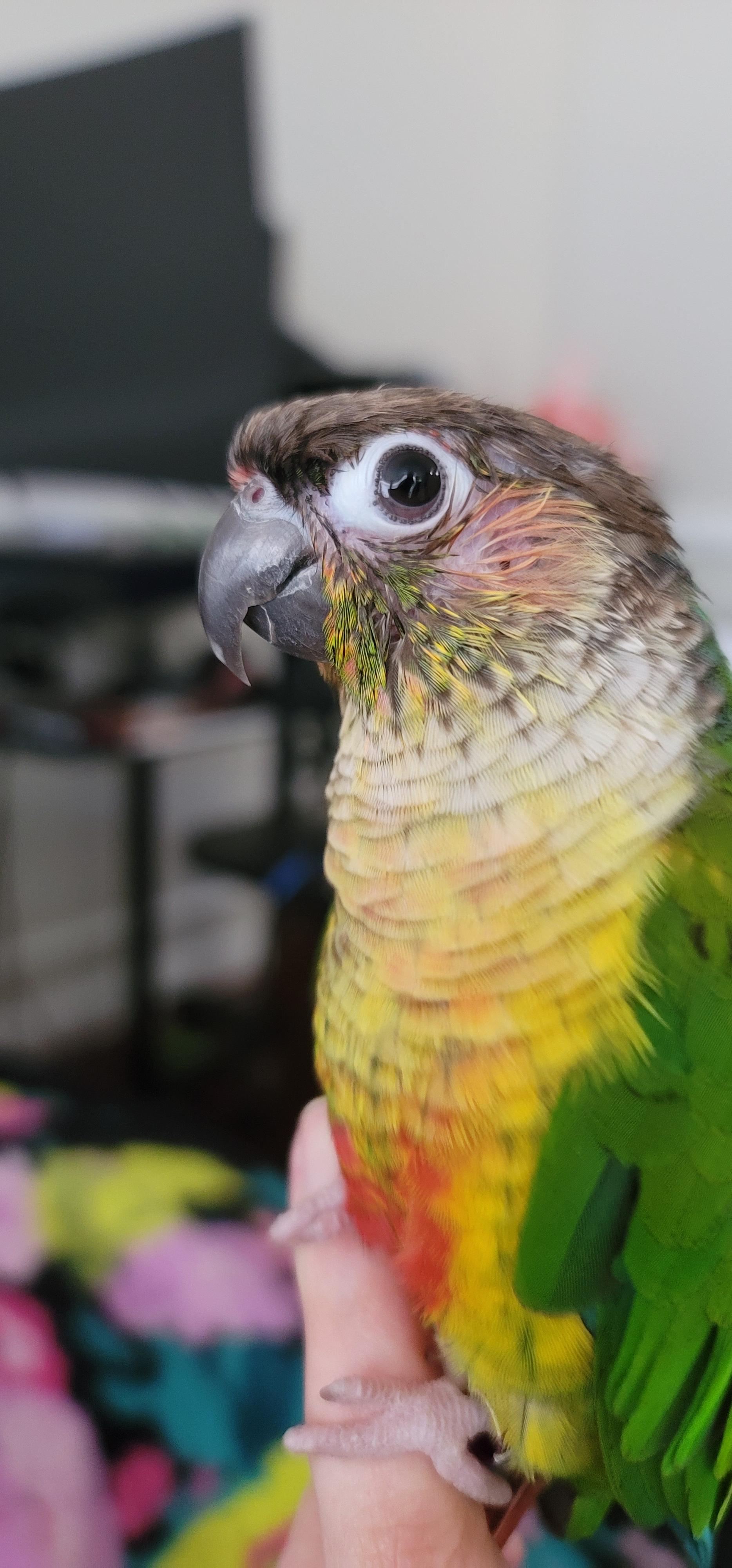 Help, my conure's eye is leaky and swollen! | Scrolller