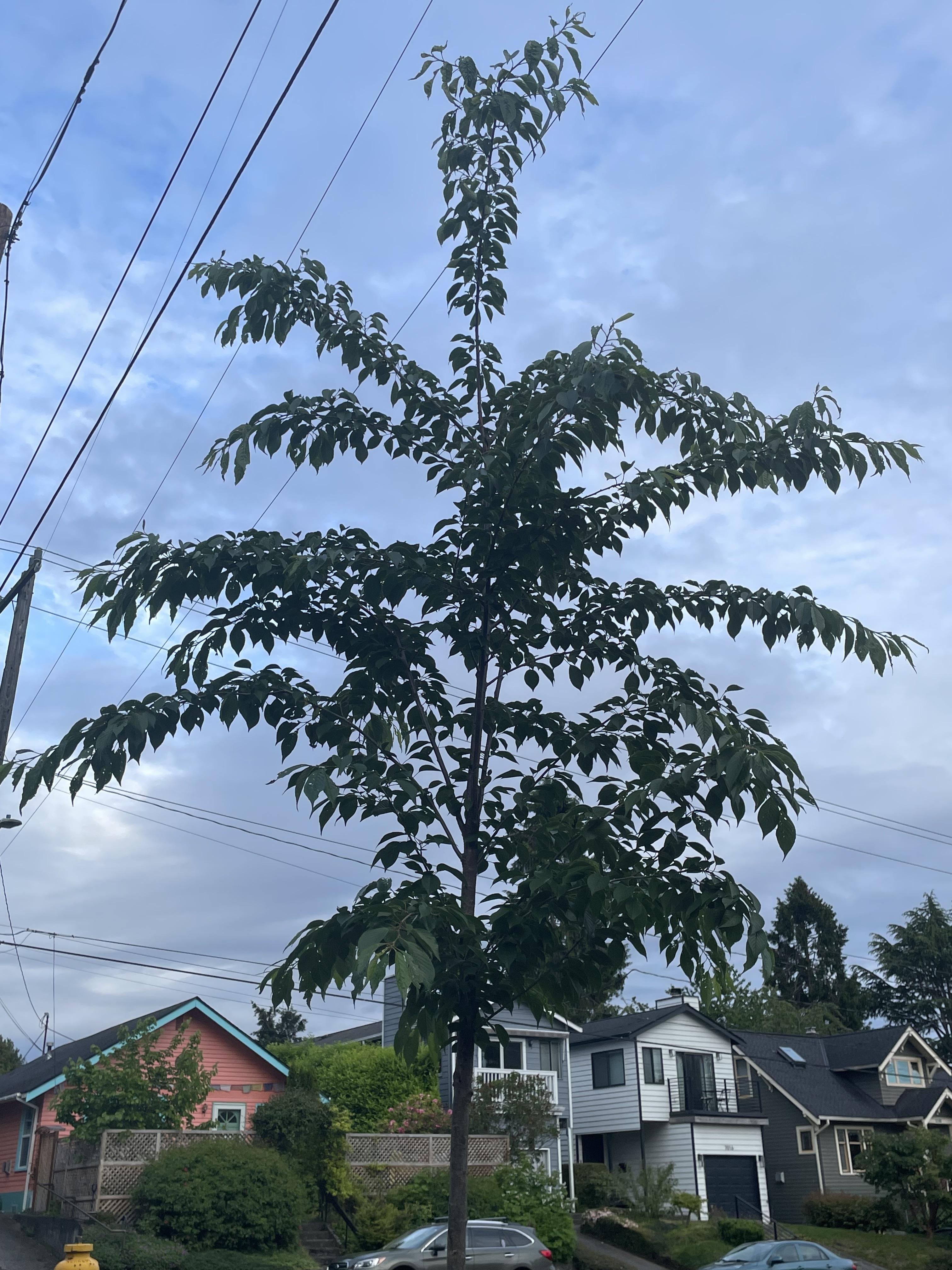 Is this a Watering Issue? | Scrolller