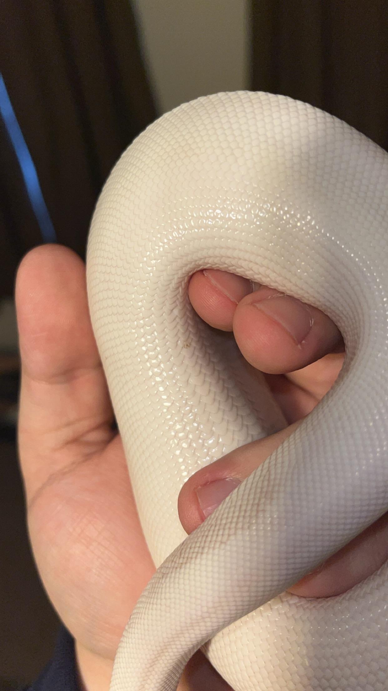 Possibly scale rot/bump on tail? | Scrolller