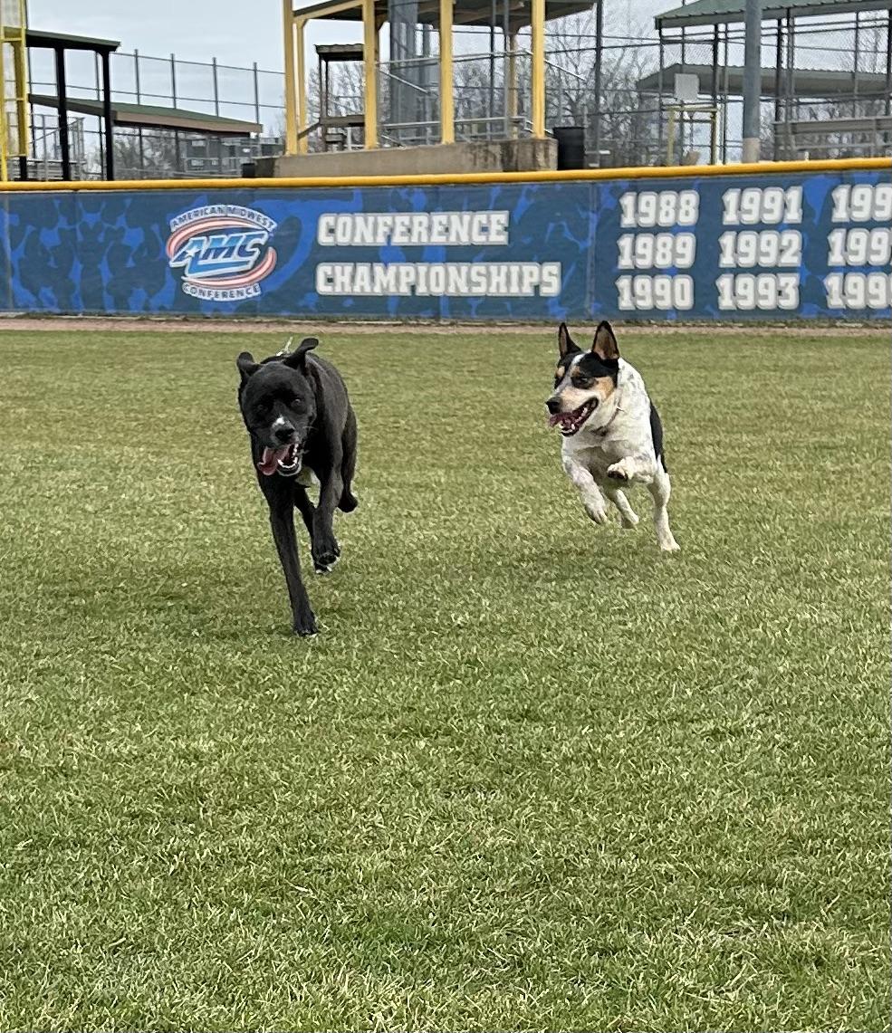 Nothing like a good game of chase | Scrolller