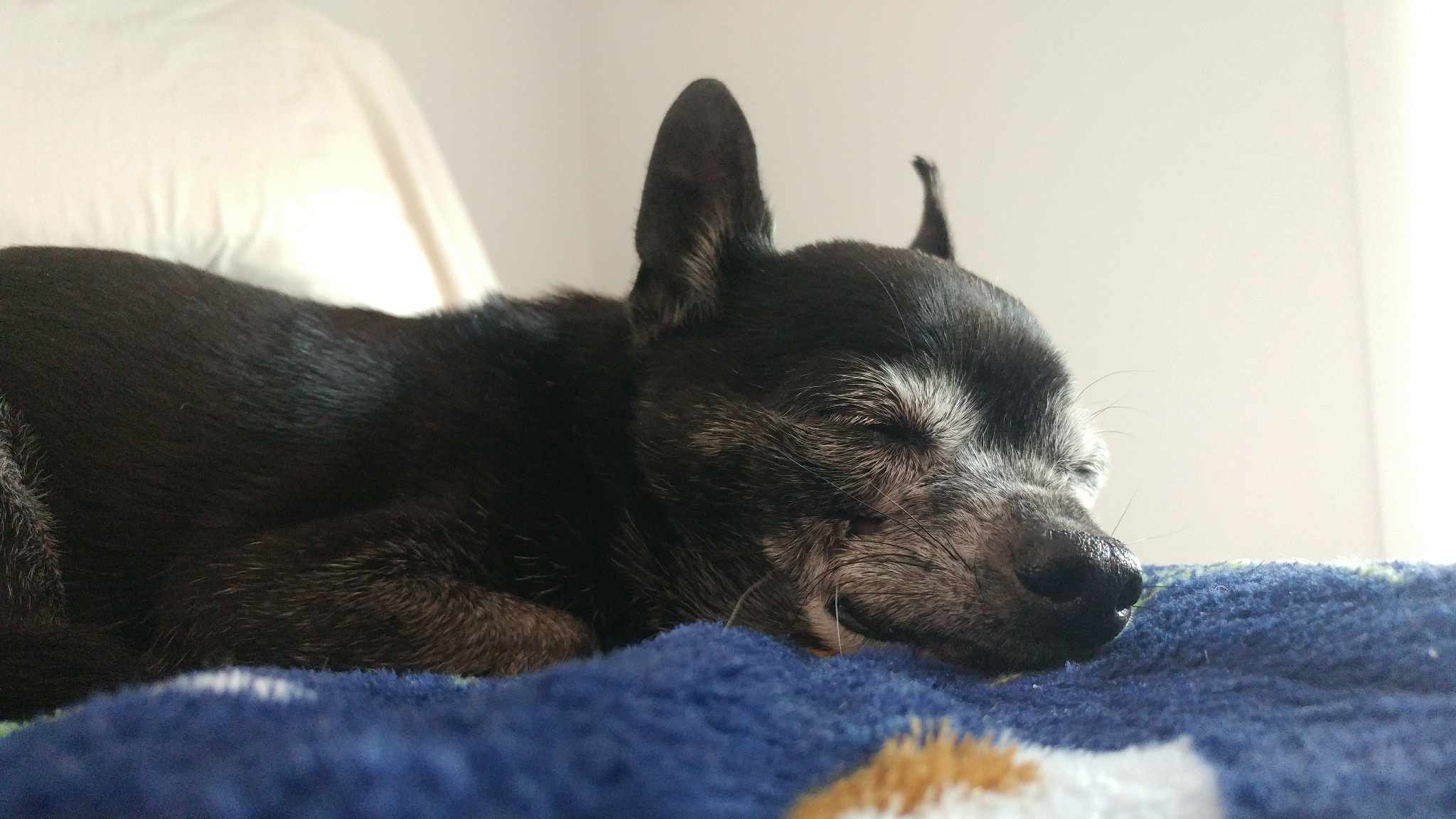 Bruiser loves a good nap. | Scrolller