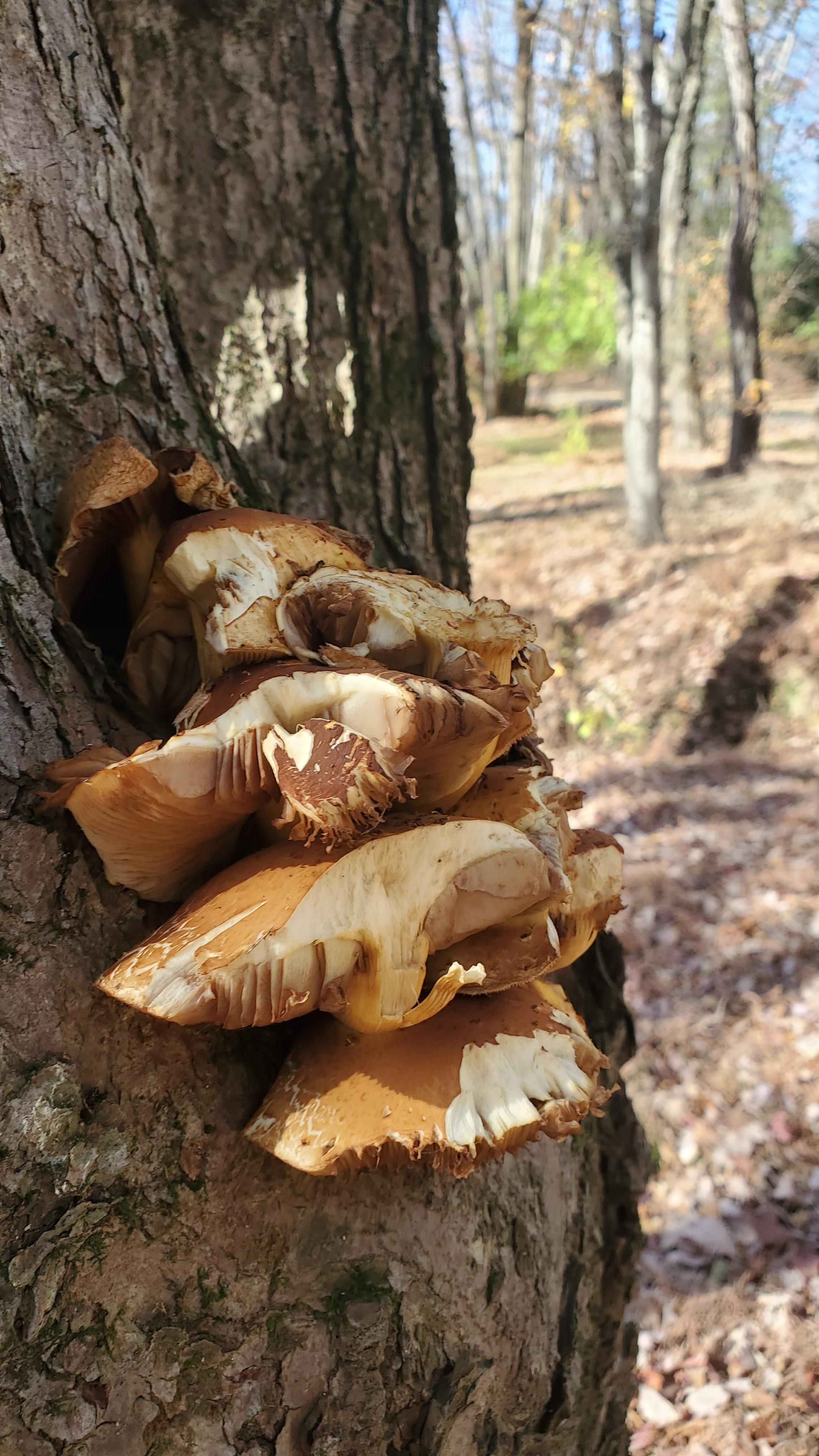 On my maple tree | Scrolller