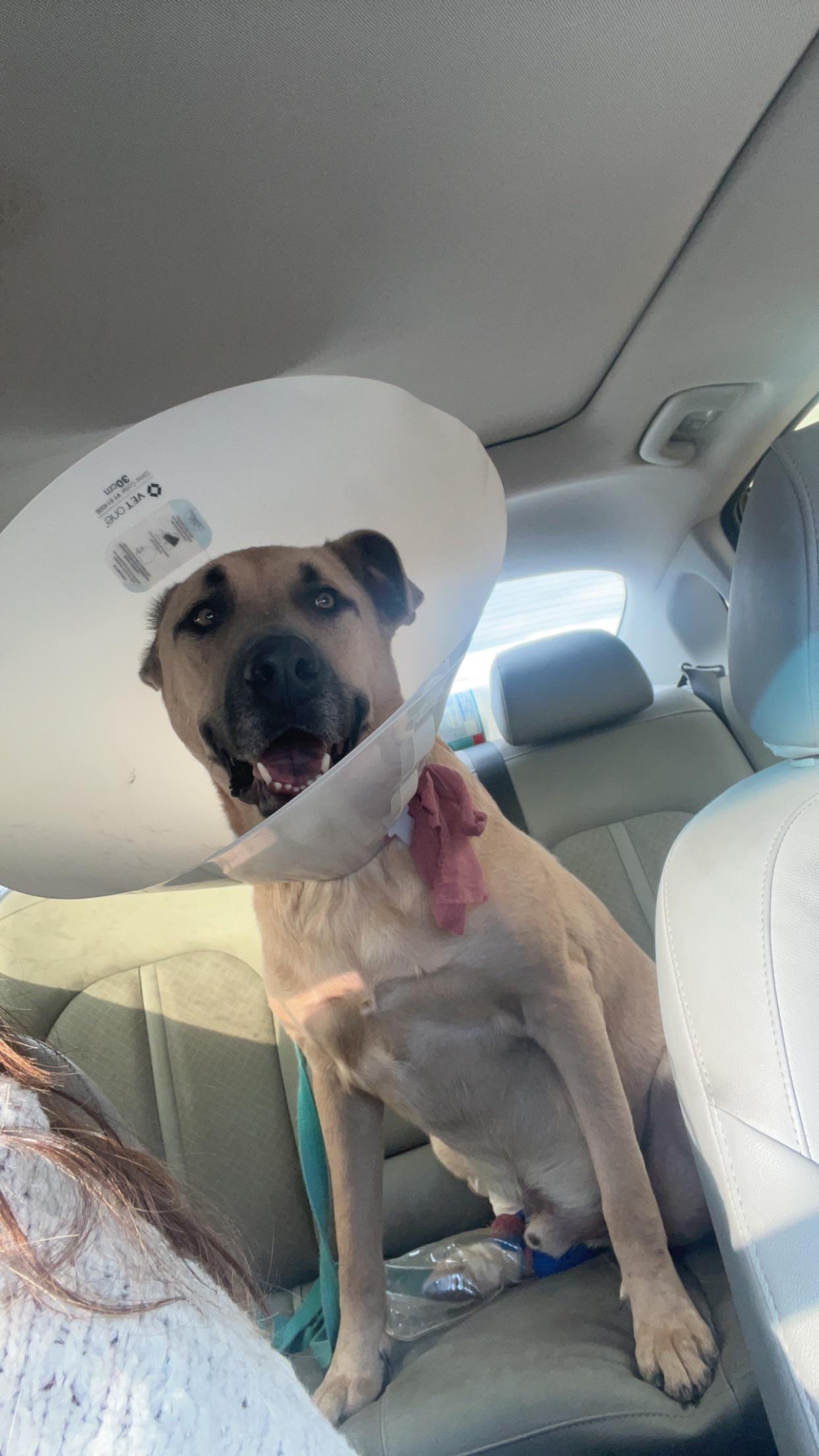 Cone of Shame | Scrolller