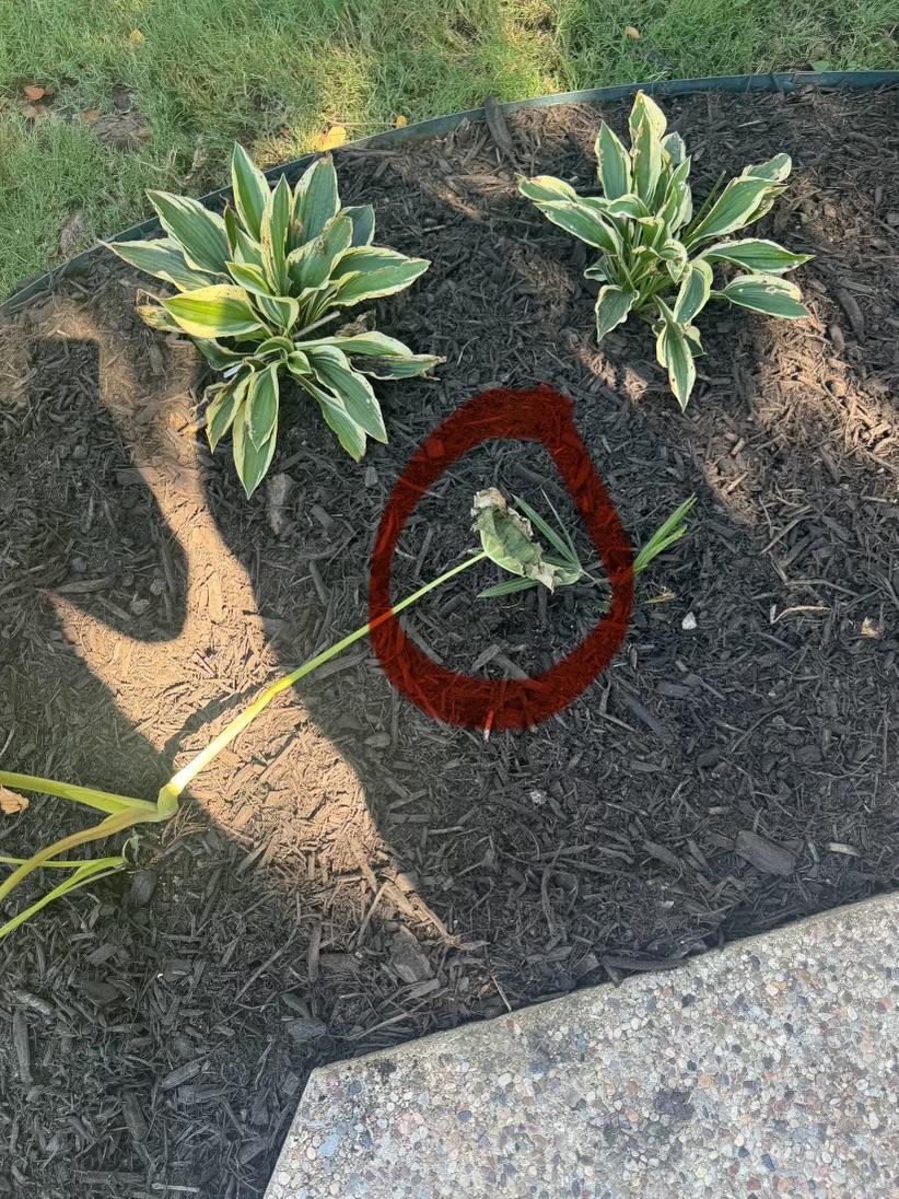 Spent over $4k on landscaping and my plants are ready dying | Scrolller