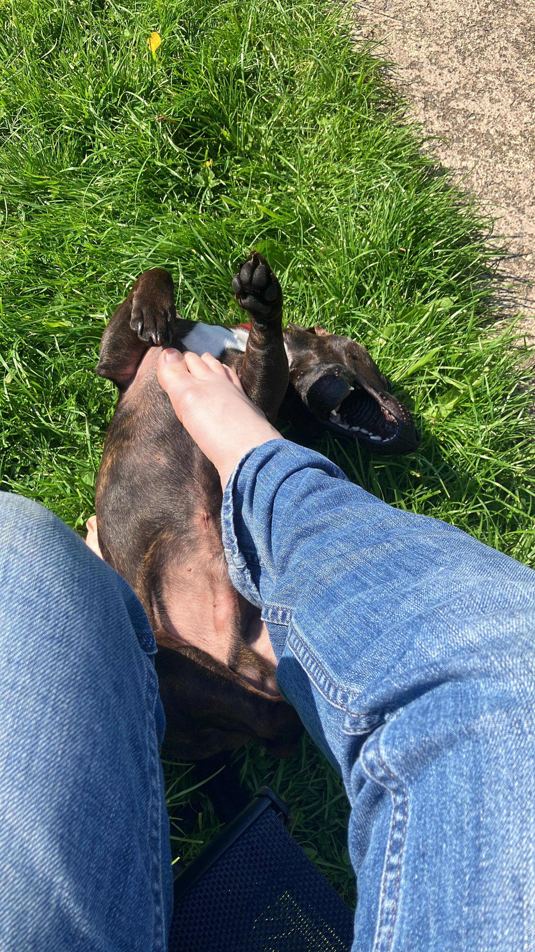 Anyone else’s dog have a very visible belly button? | Scrolller