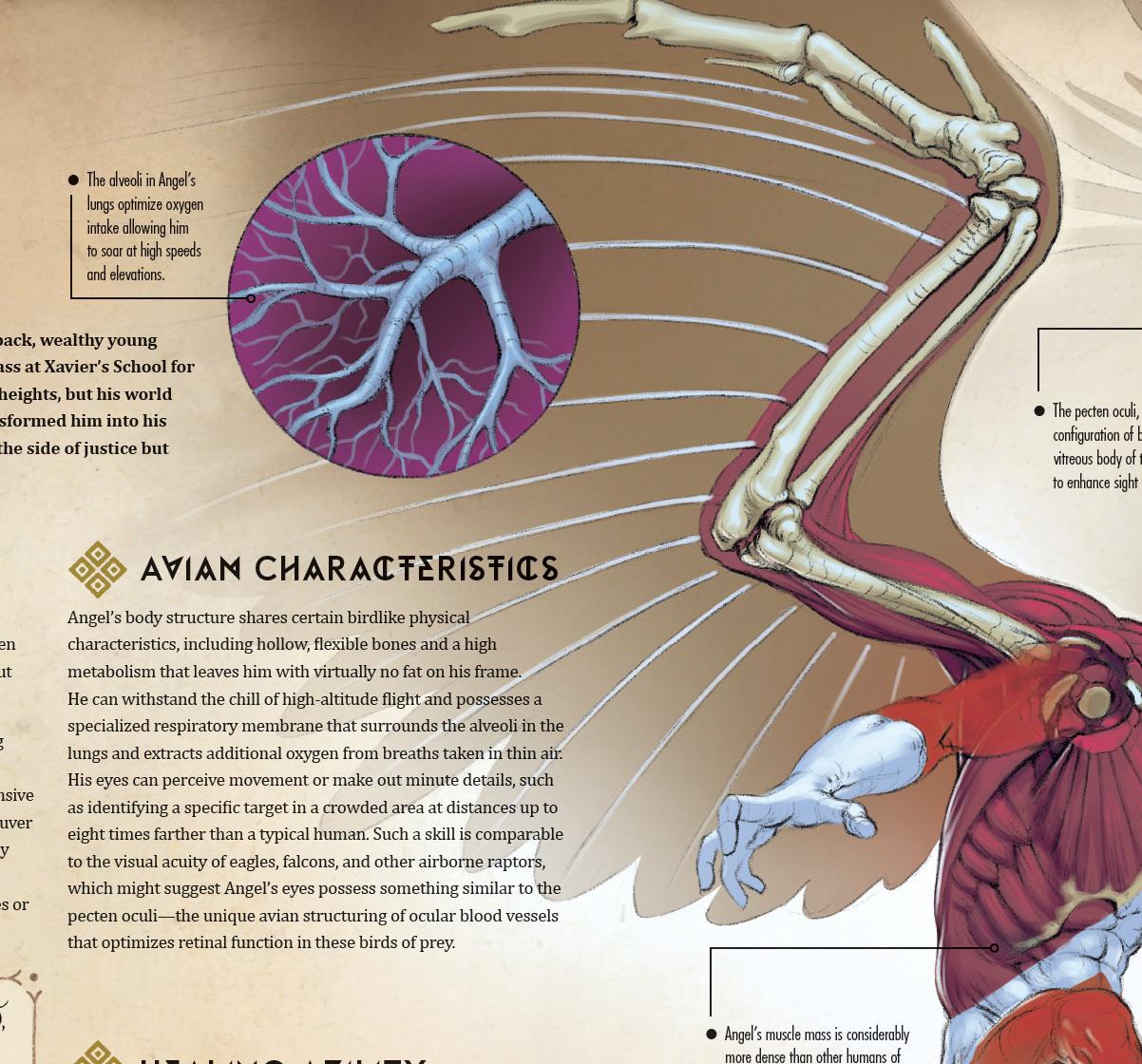 Angel’s Anatomy | Scrolller