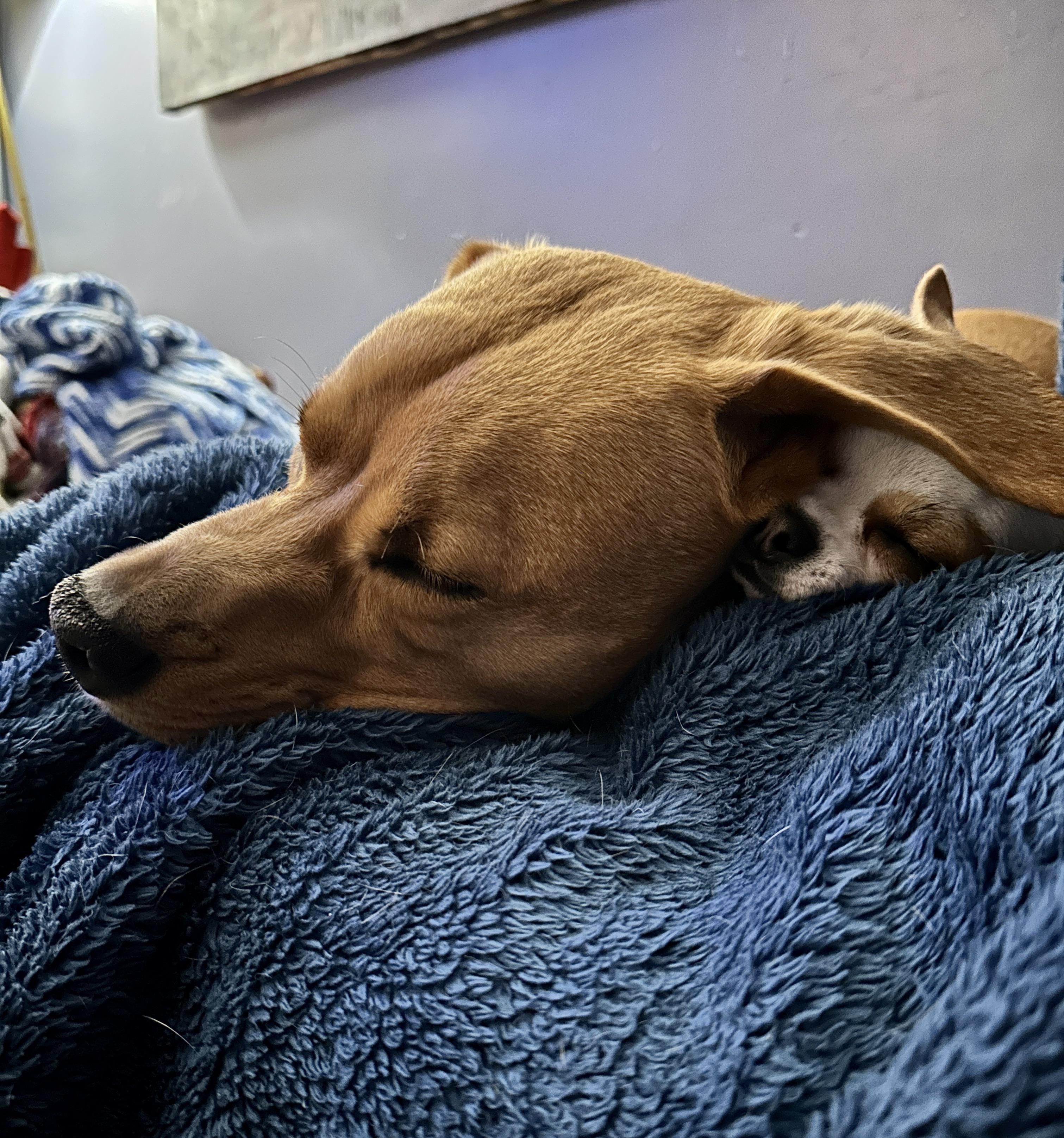 Muchacho using Jules’ ear as a blanket 🥹 | Scrolller