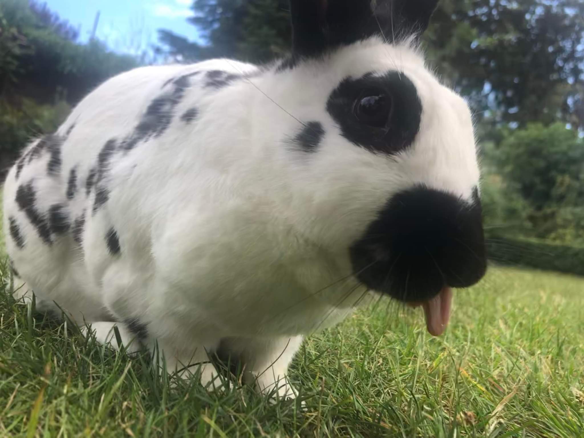 Meet Mabel Scrolller