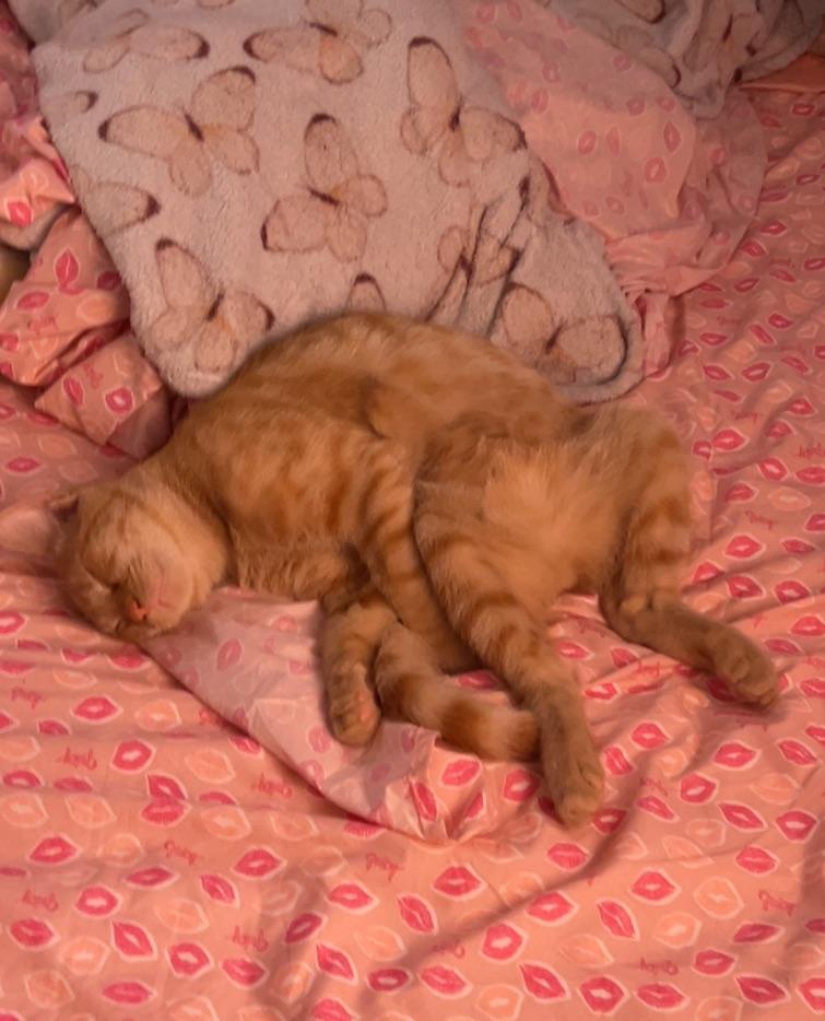 Ginger and his weird sleeping positions. | Scrolller