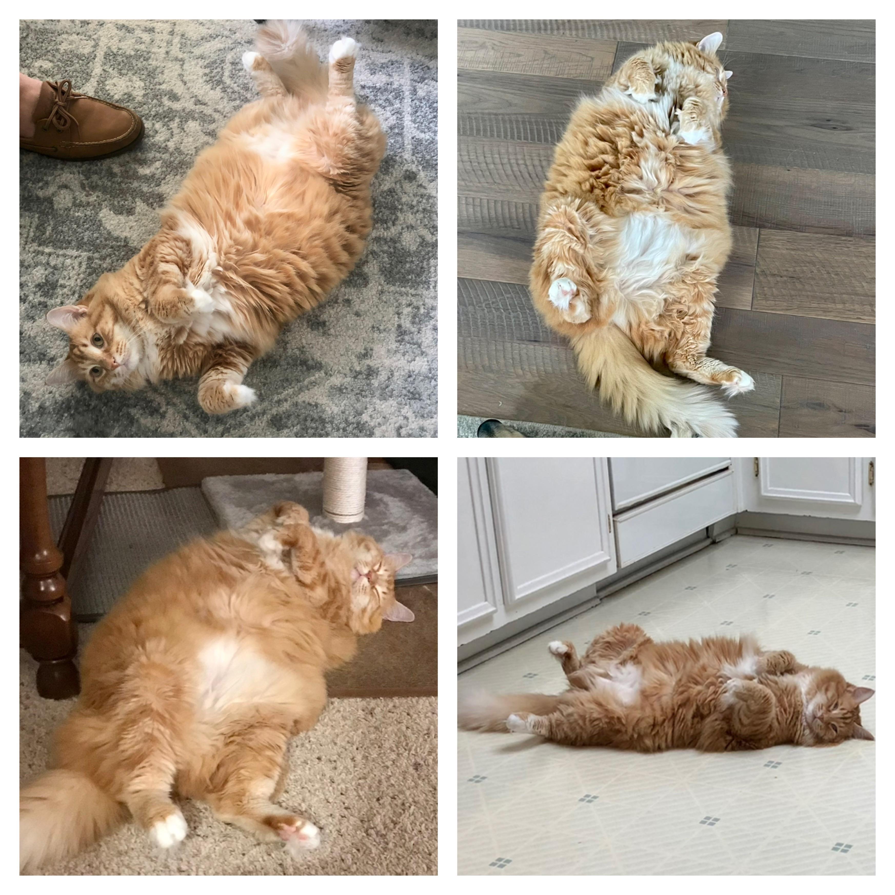 Herbie’s Majestic Floofy Belly | Scrolller