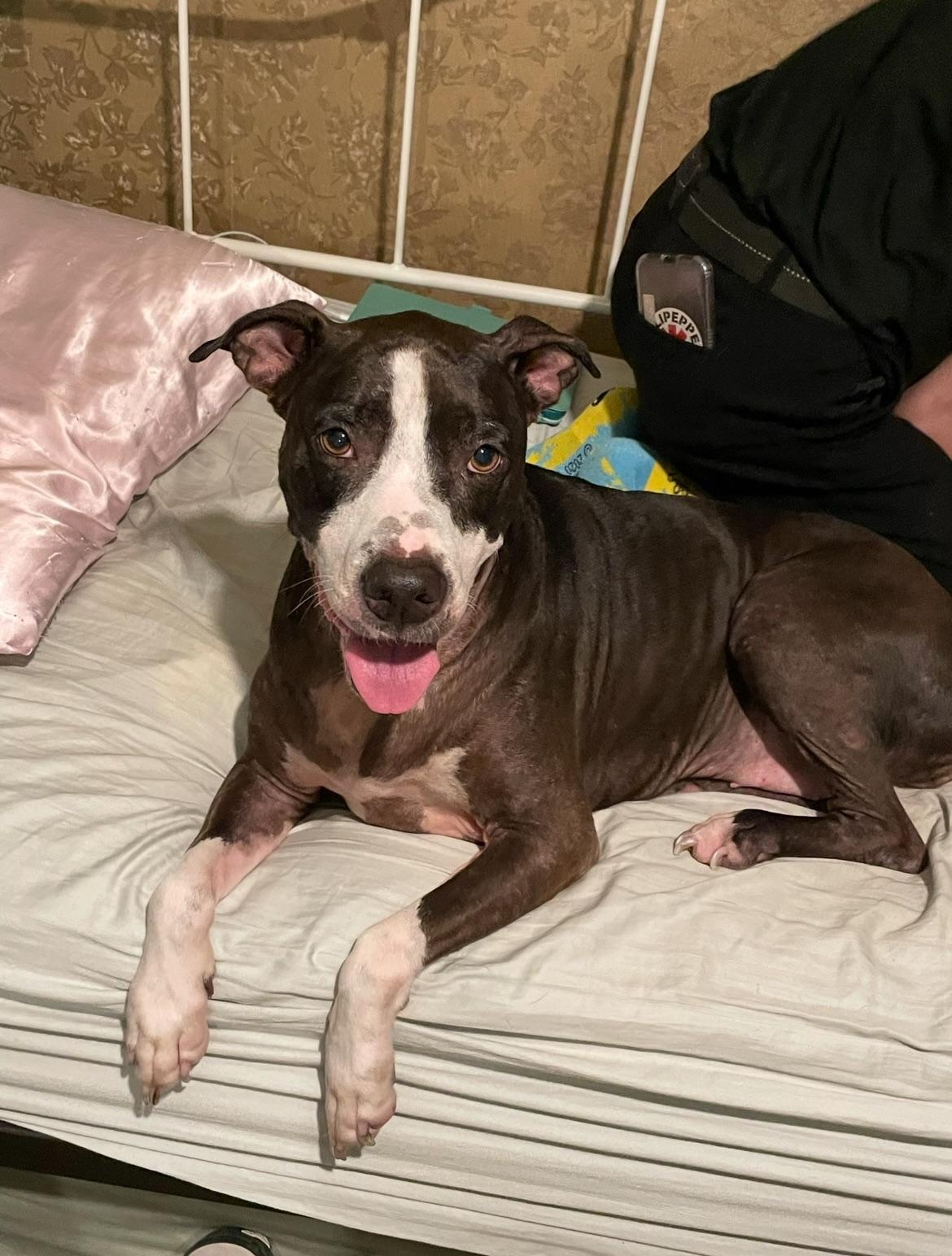 This is Lola aka Princess aka Bean | Scrolller