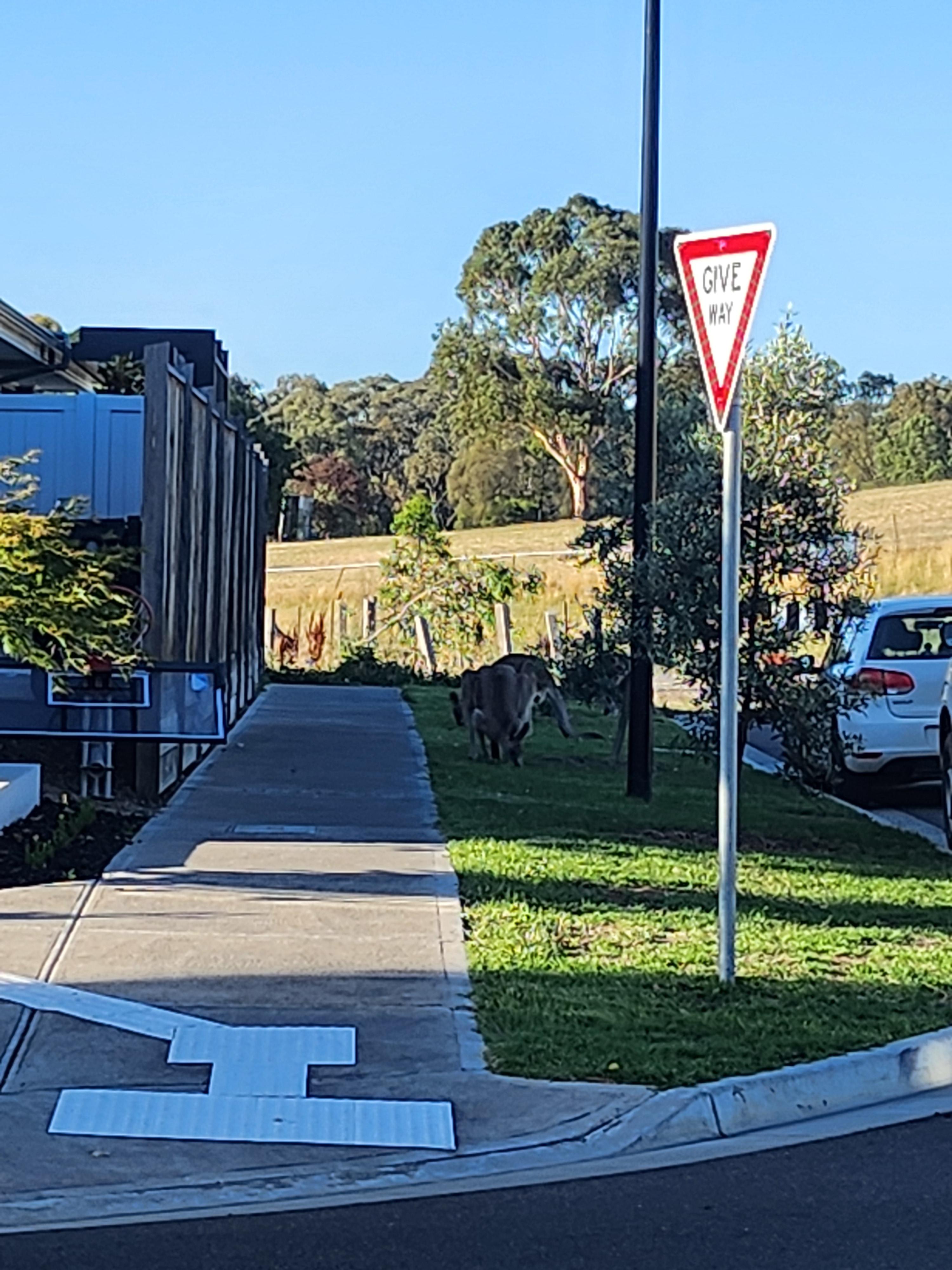 Friendly neighbors | Scrolller