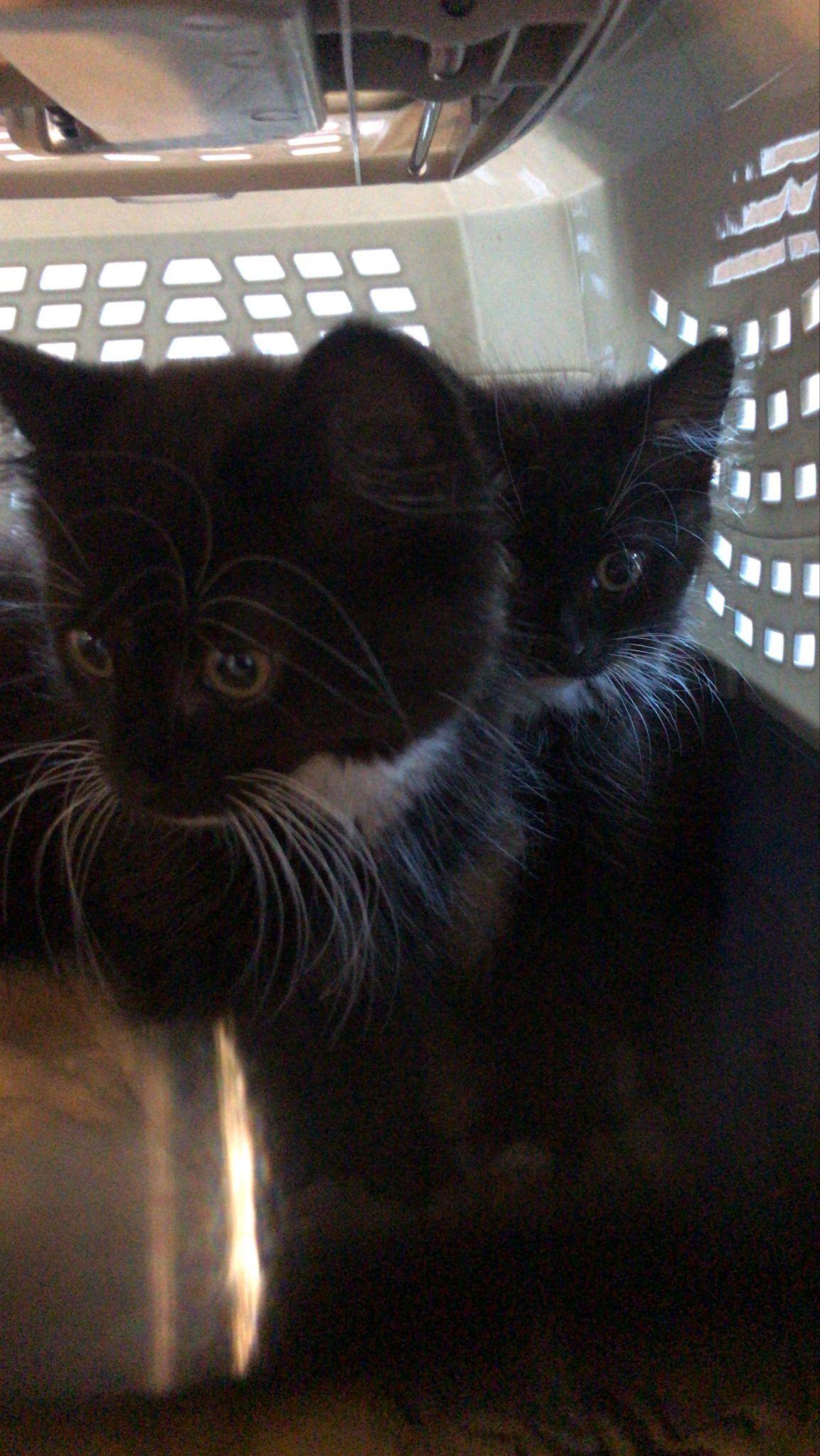 Just adopted these two maniacs | Scrolller