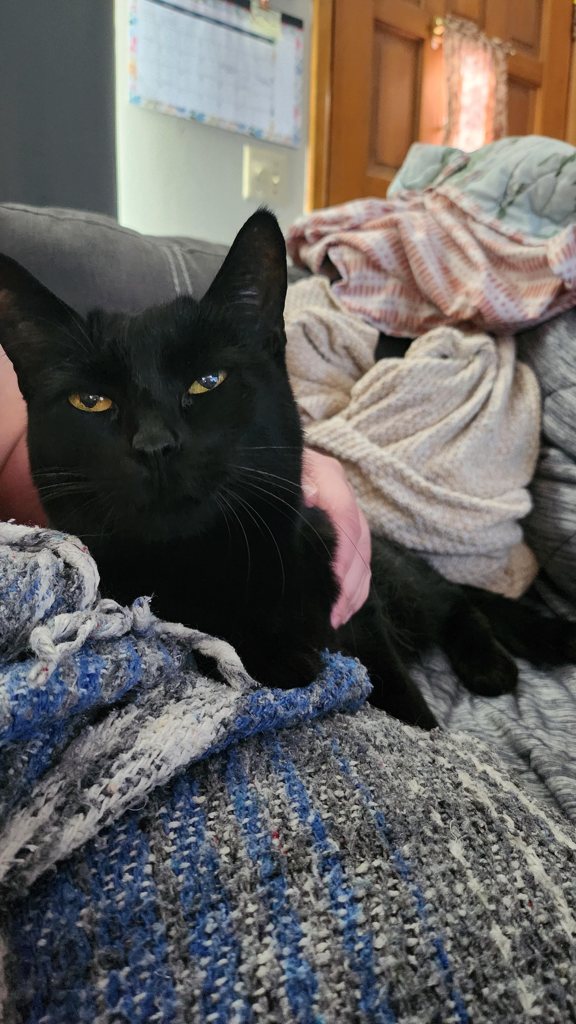 Stages of Void snuggles. | Scrolller