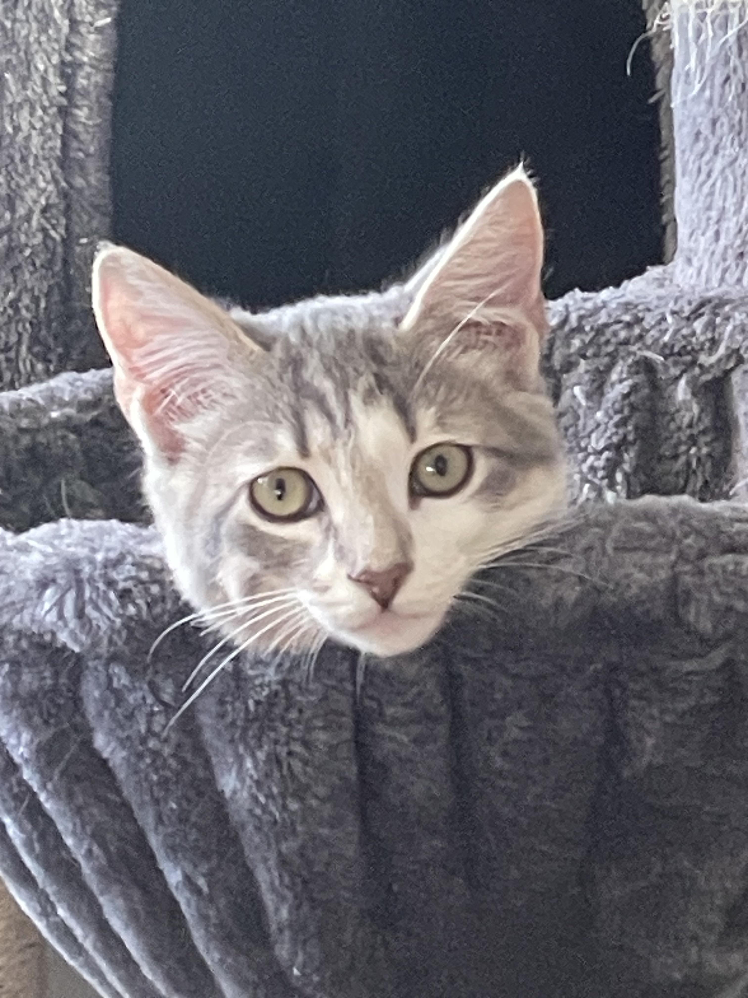 My intolerant void Lexie | Scrolller