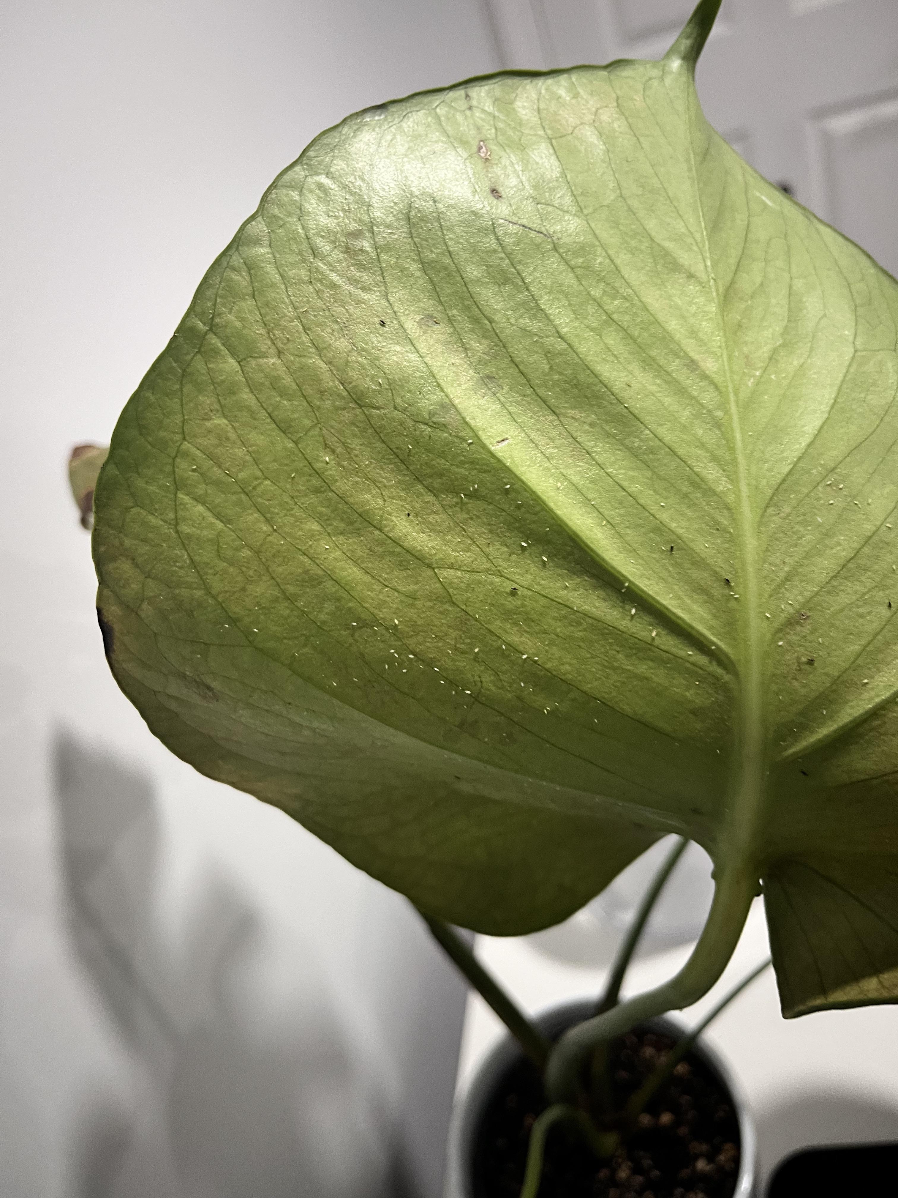 What are these white things, first monstera ever | Scrolller