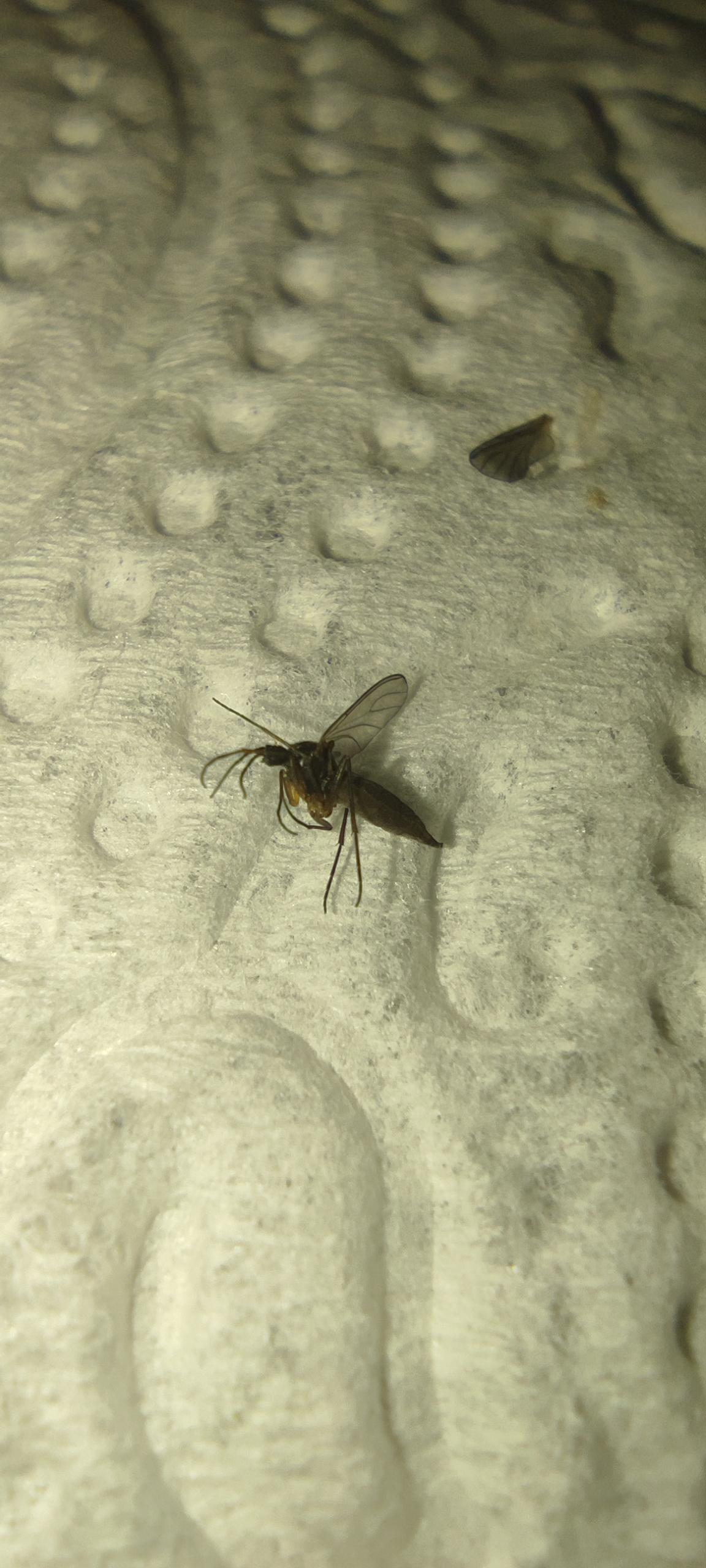 What are this insect and how to get rid of them | Scrolller