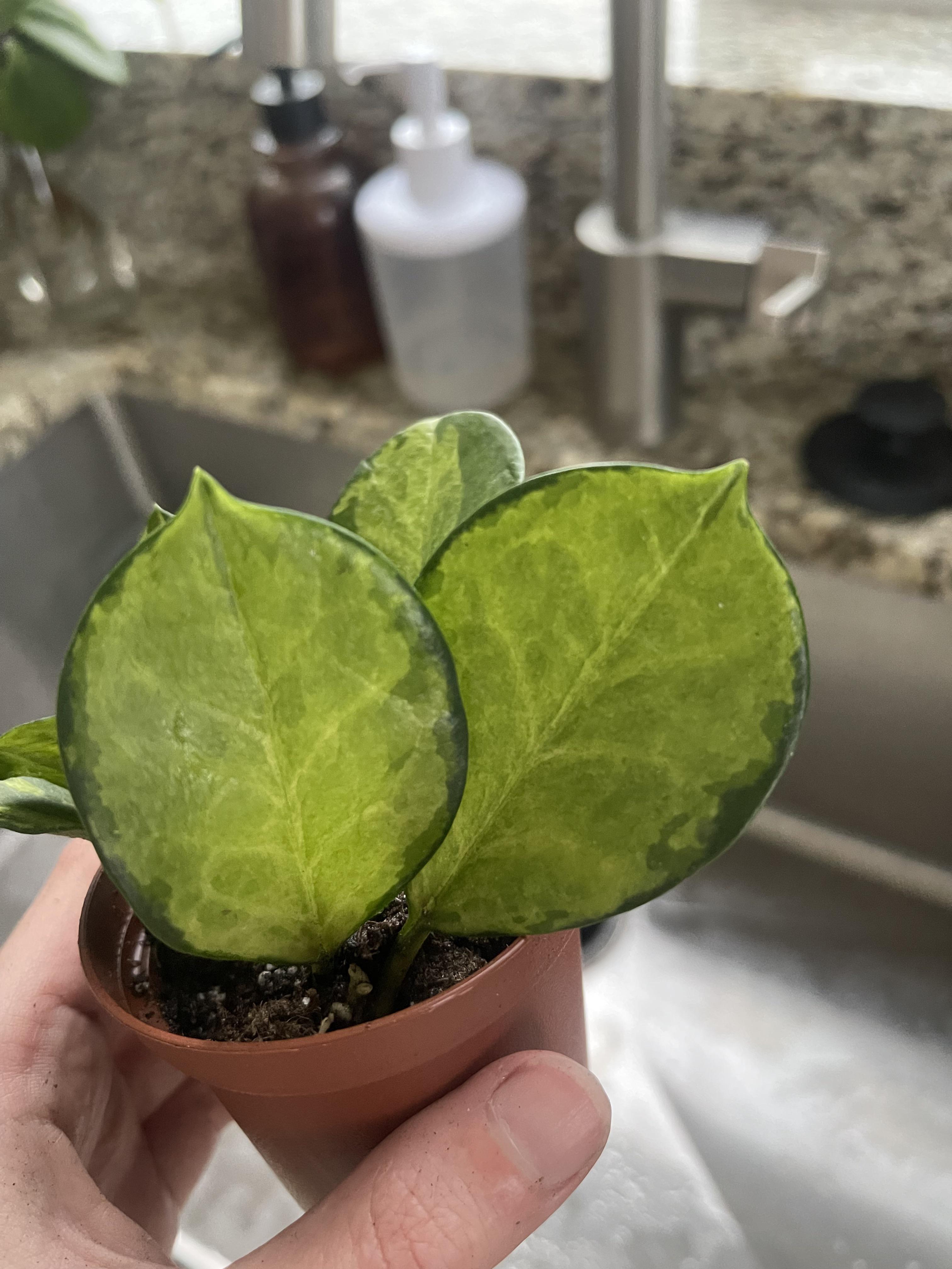 Hoya Australis ‘Lisa’ Question! | Scrolller