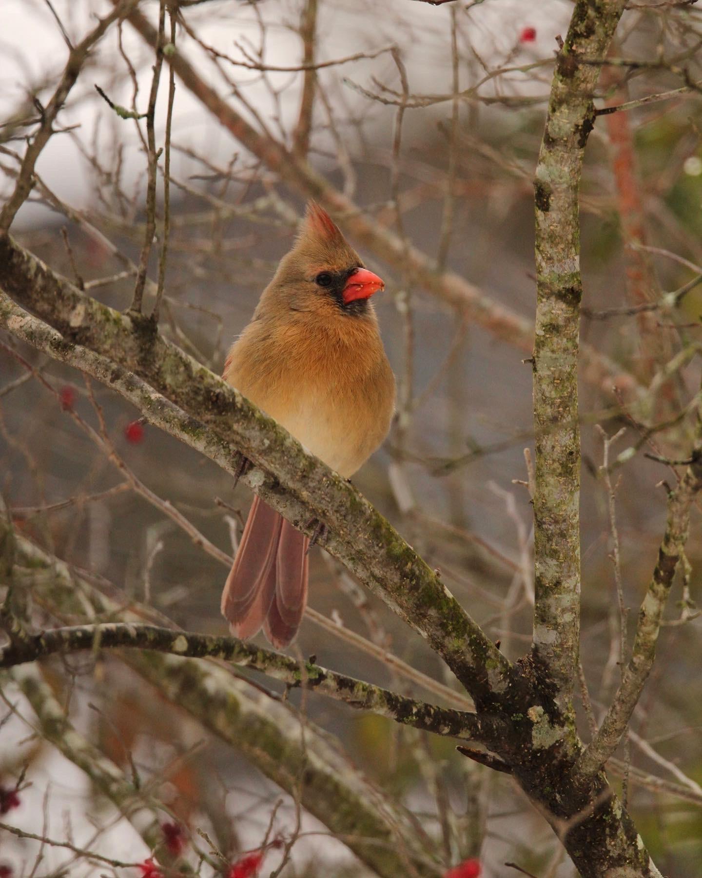 Female Northern Cardinal | Scrolller
