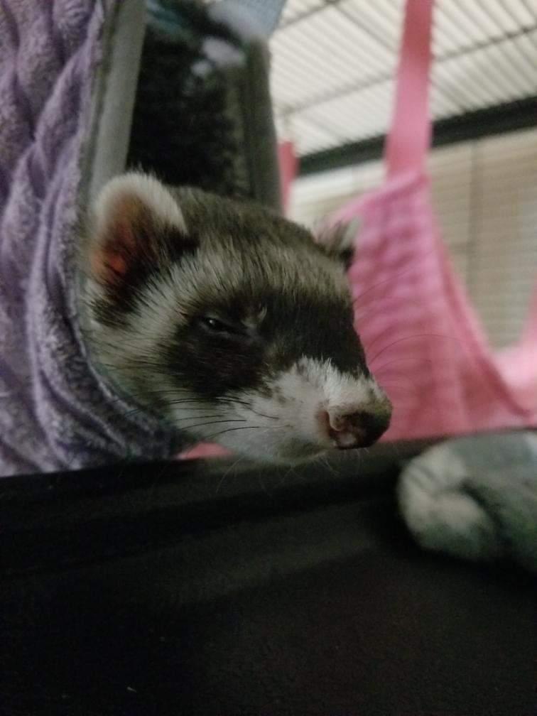 Solid looks zooted in dead sleep | Scrolller