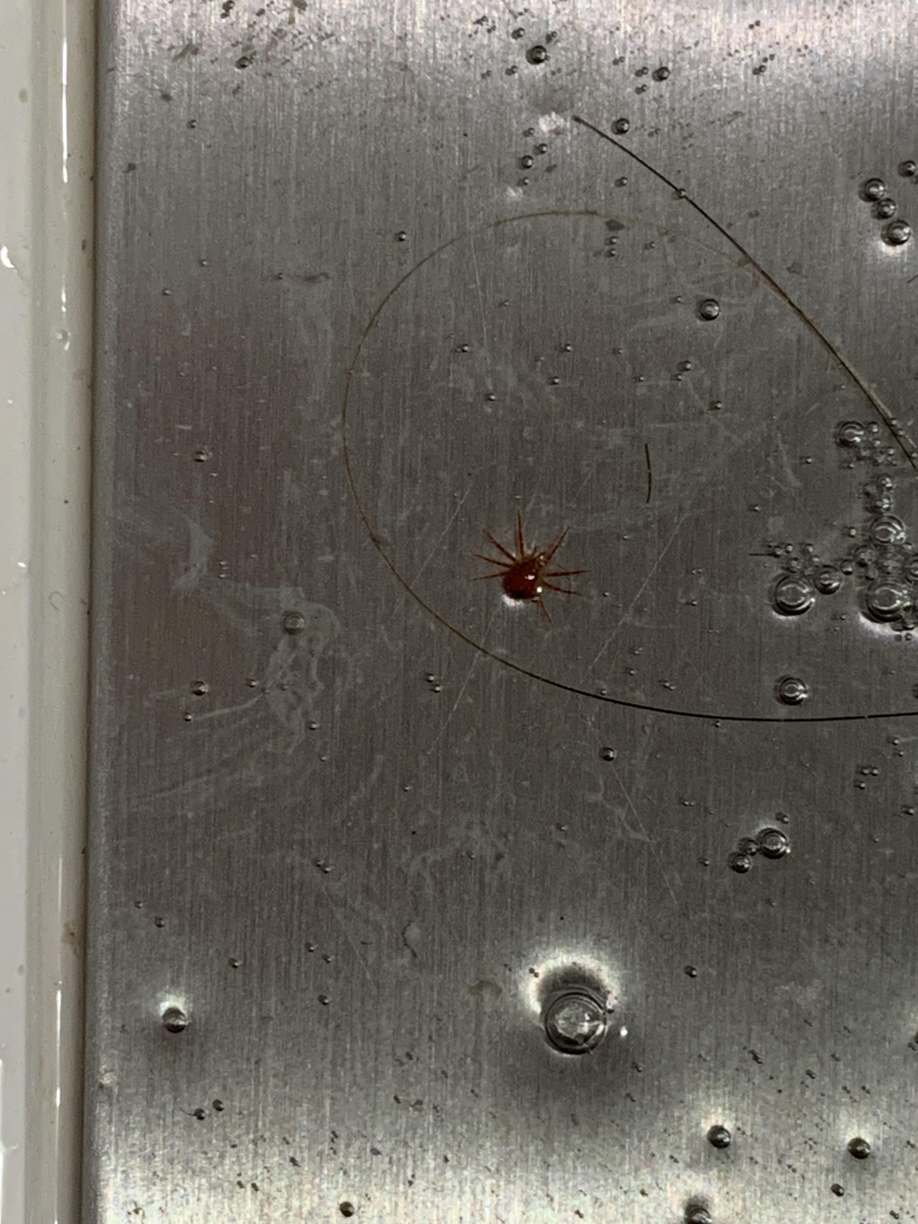 Strange little red bug | Scrolller