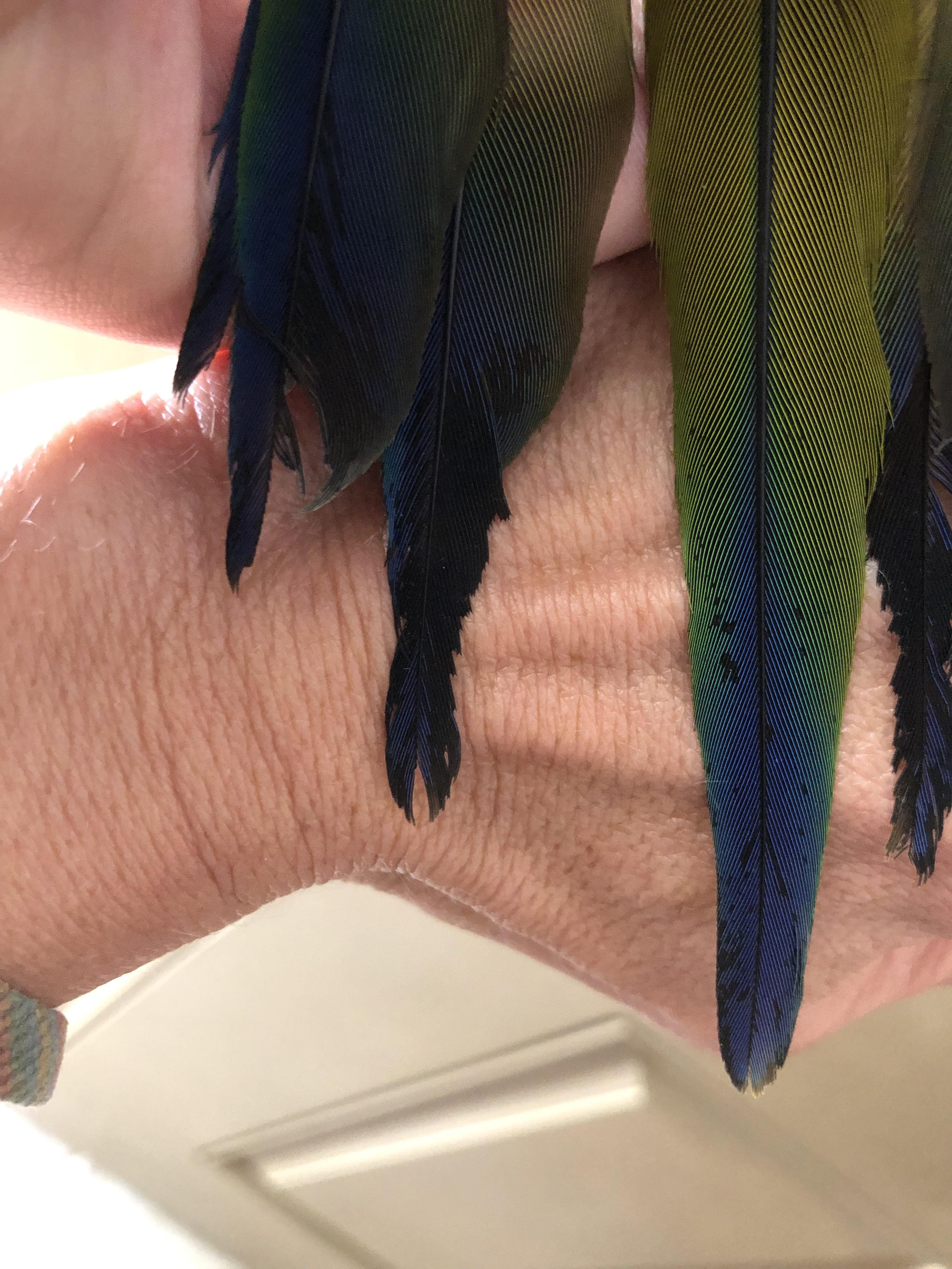Sun conure feathers, is it chewing or is this something to watch out for? | Scrolller