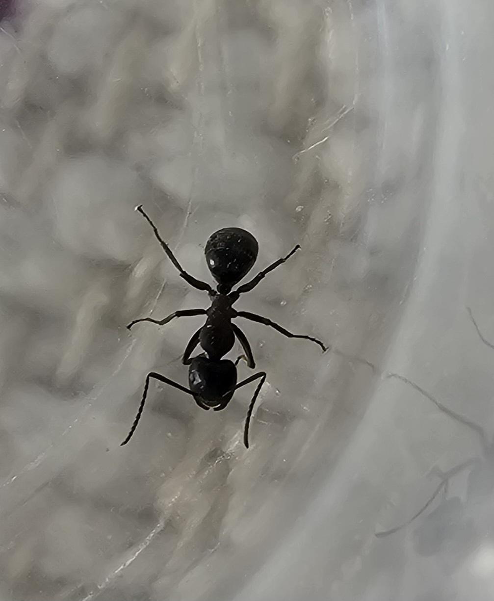Worker carpenter ant? | Scrolller