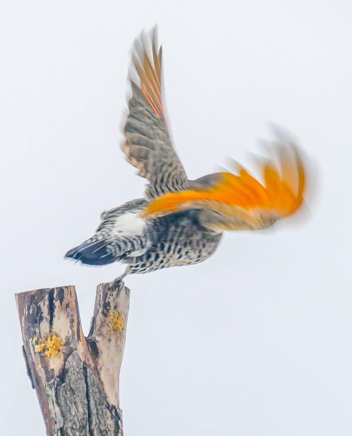 Northern Flicker | Scrolller