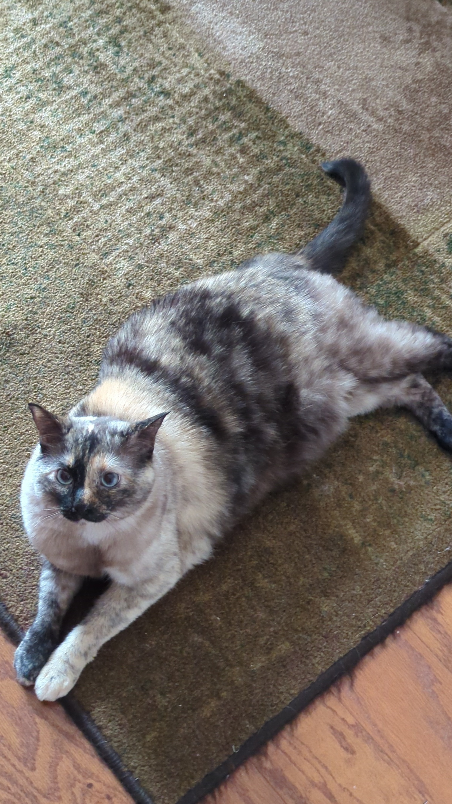 Cashew is the best (OC) | Scrolller