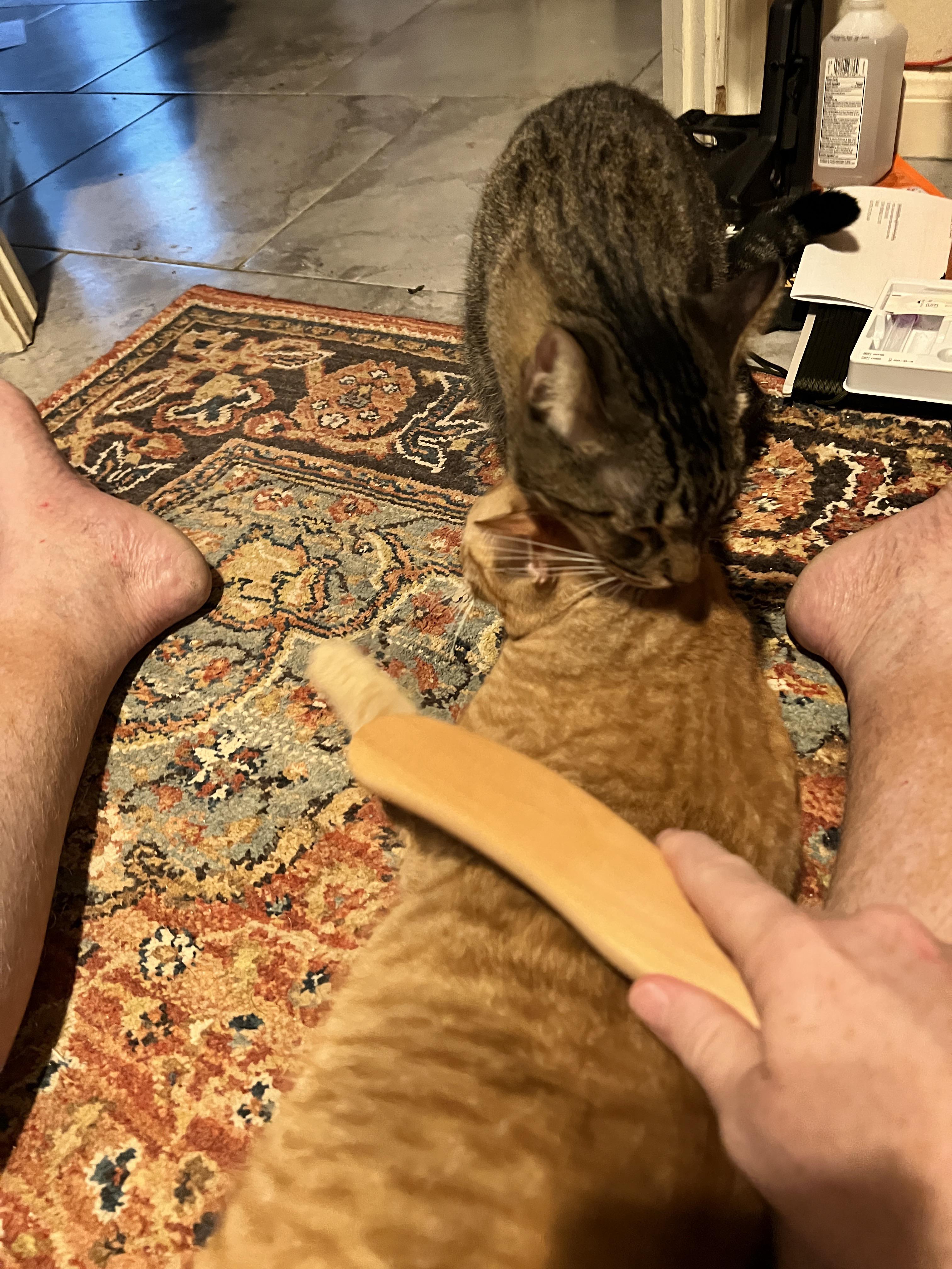 How brushy time starts, and how it ends - a story in 2 pictures. | Scrolller