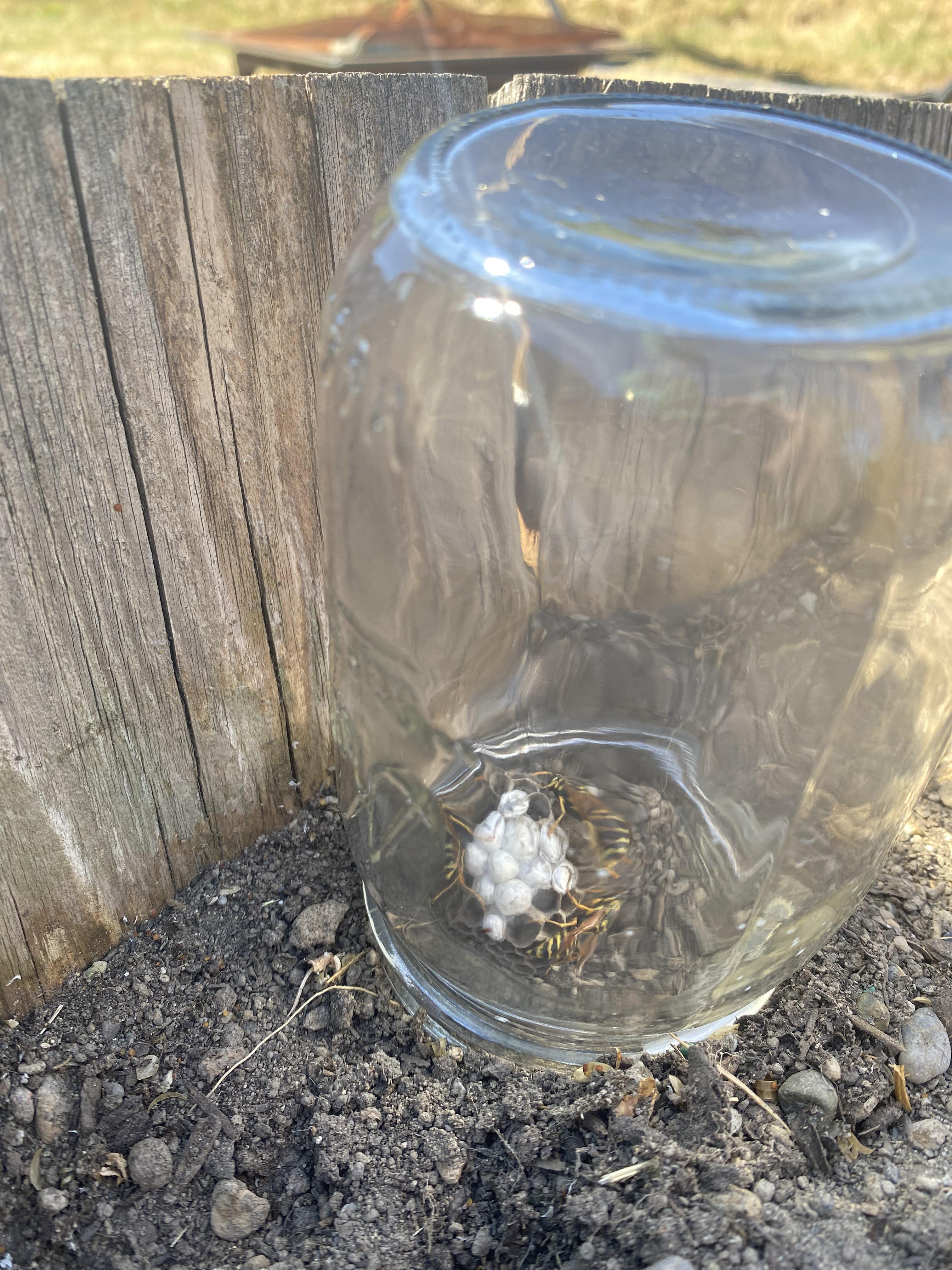 Queen? Wasps? Eggs/Nest | Scrolller