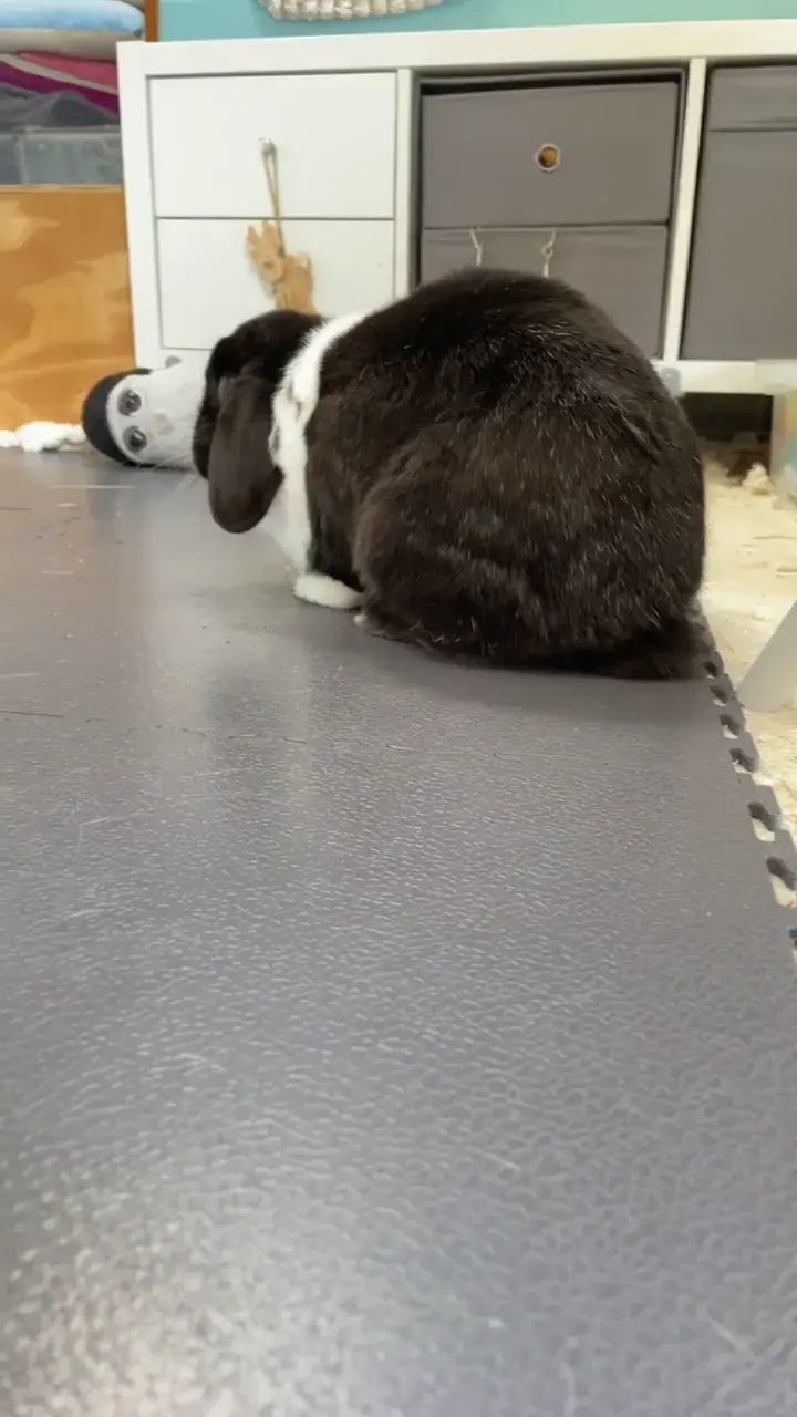 Quick, play dead | Scrolller