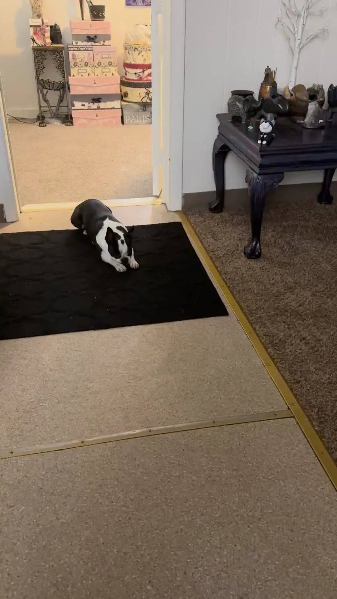 Quit staring and pet me. | Scrolller