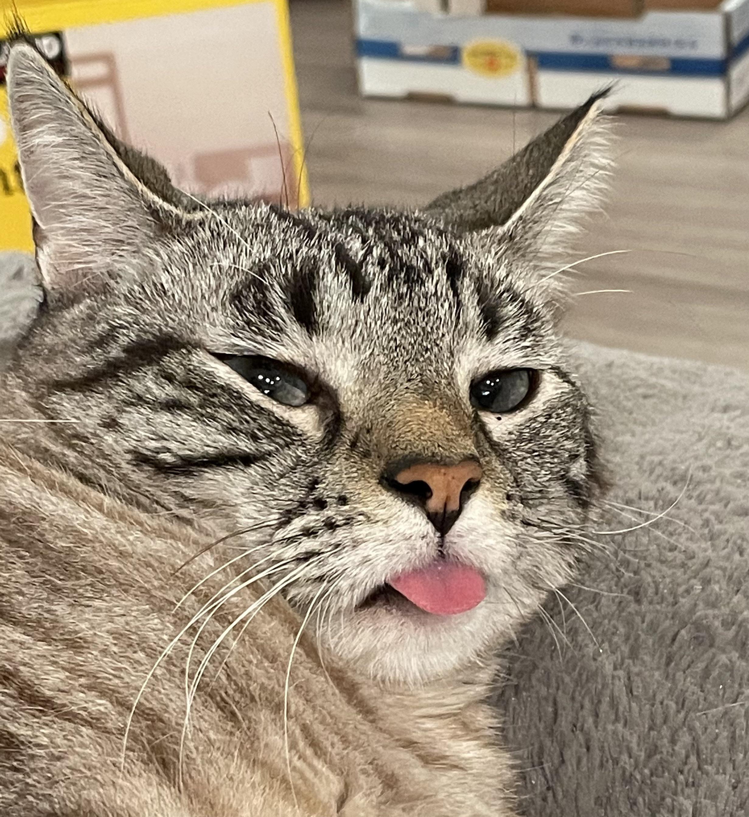 Borb being derp | Scrolller