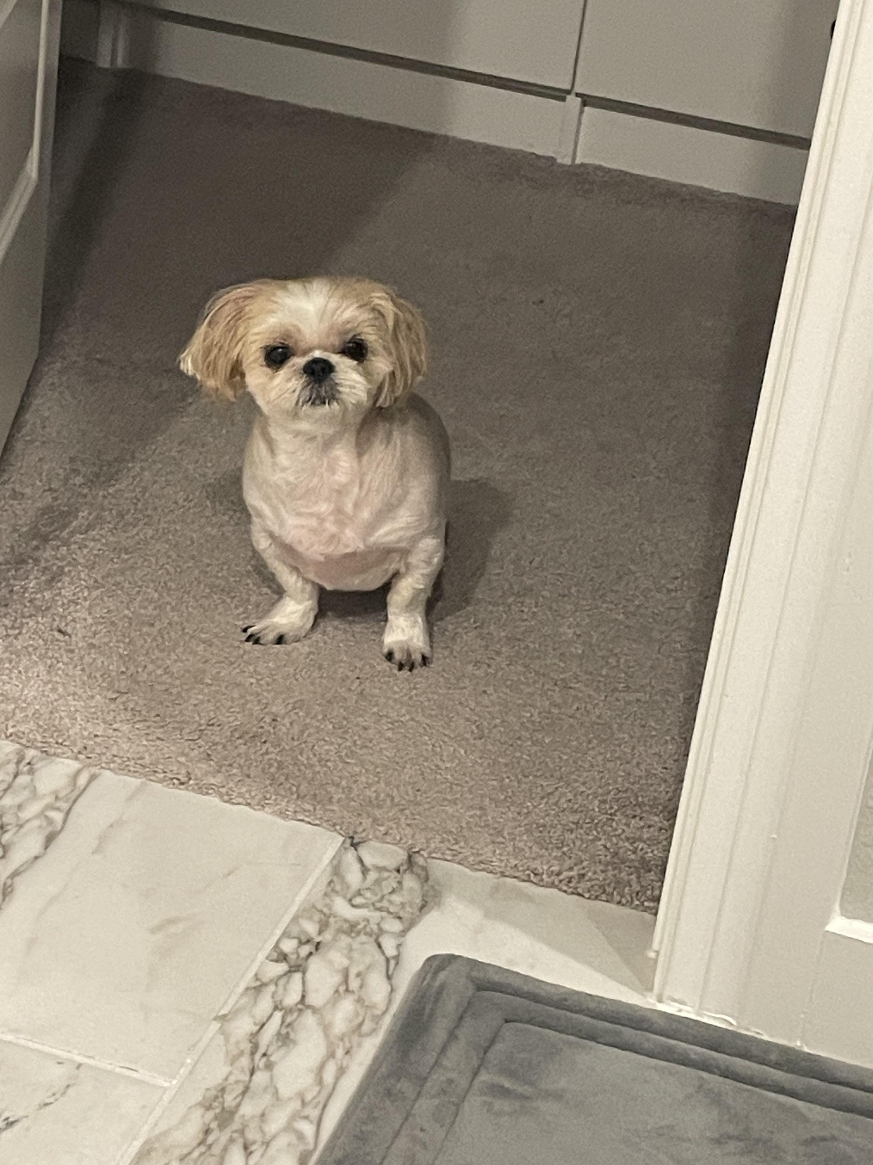 Power surge pups | Scrolller