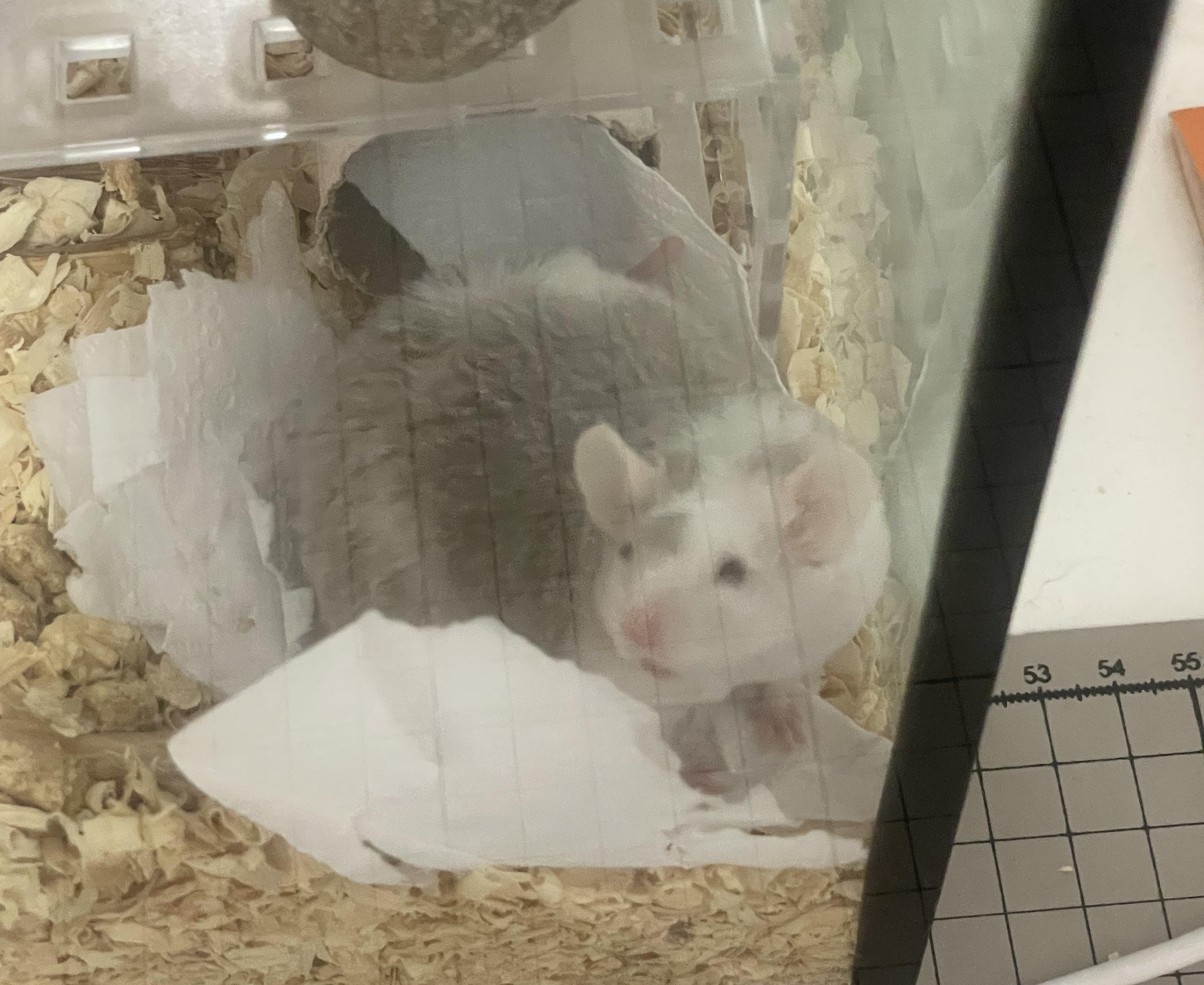 Tips on introducing new baby to older mouse | Scrolller