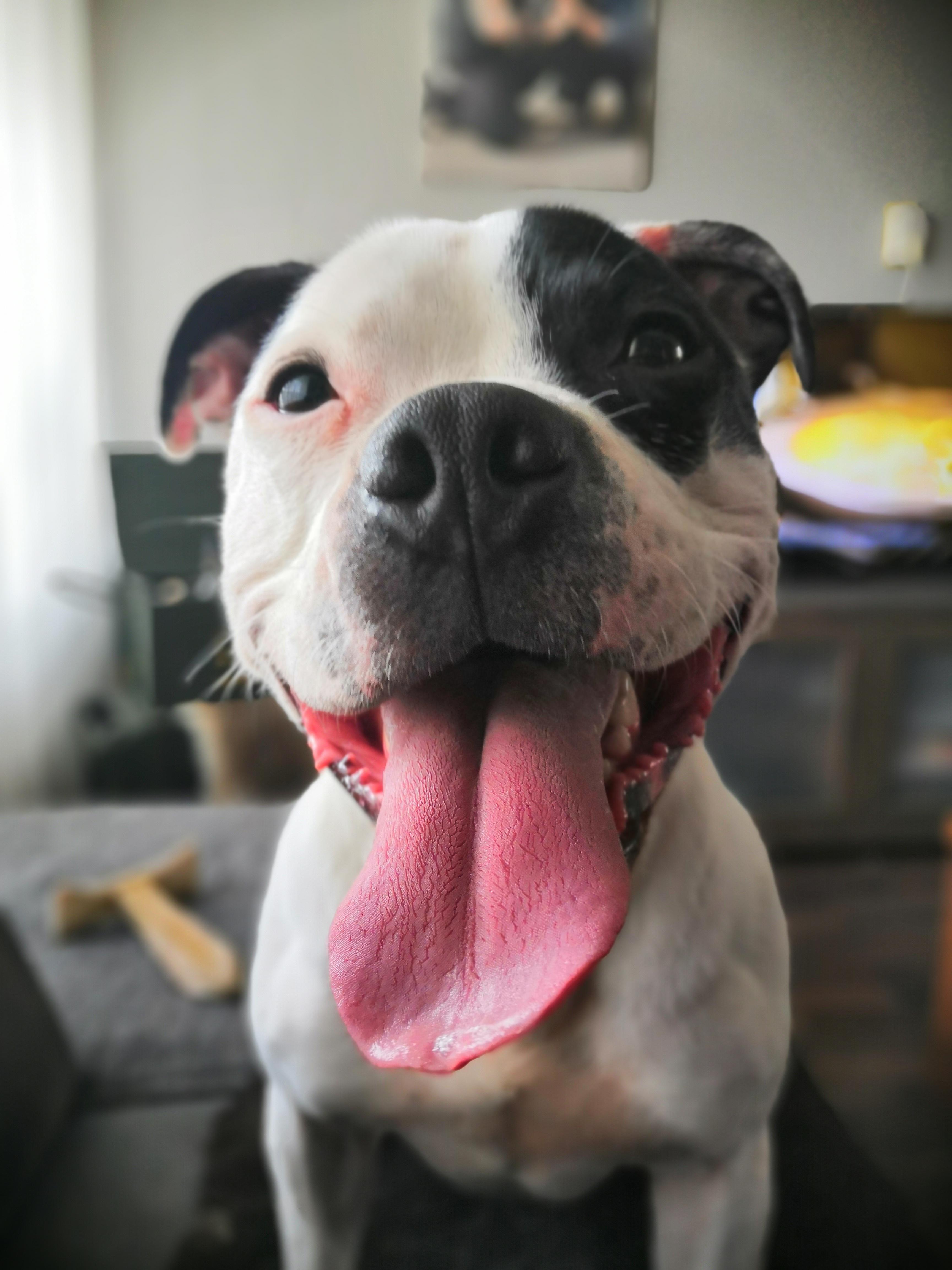 PuppySmiles, meet Pablo | Scrolller