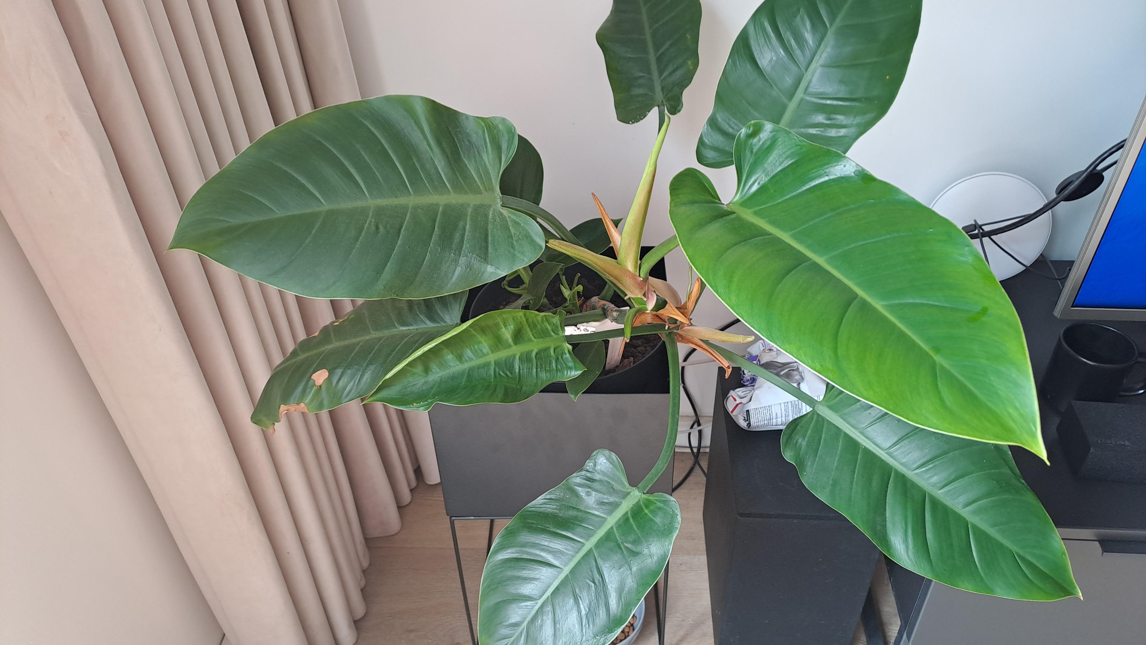 Plant identification | Scrolller