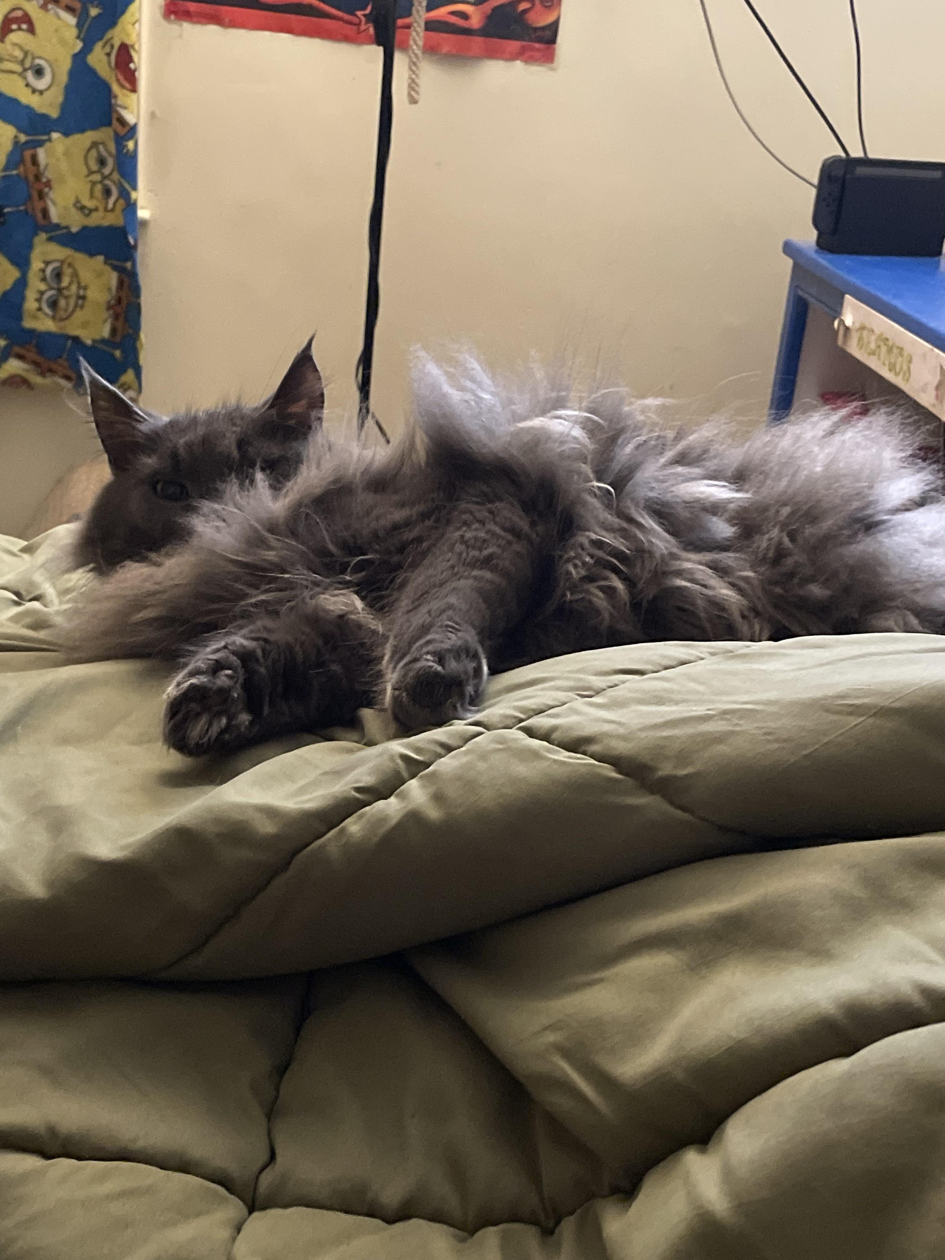 Her floof is the stuff dreams are made of | Scrolller