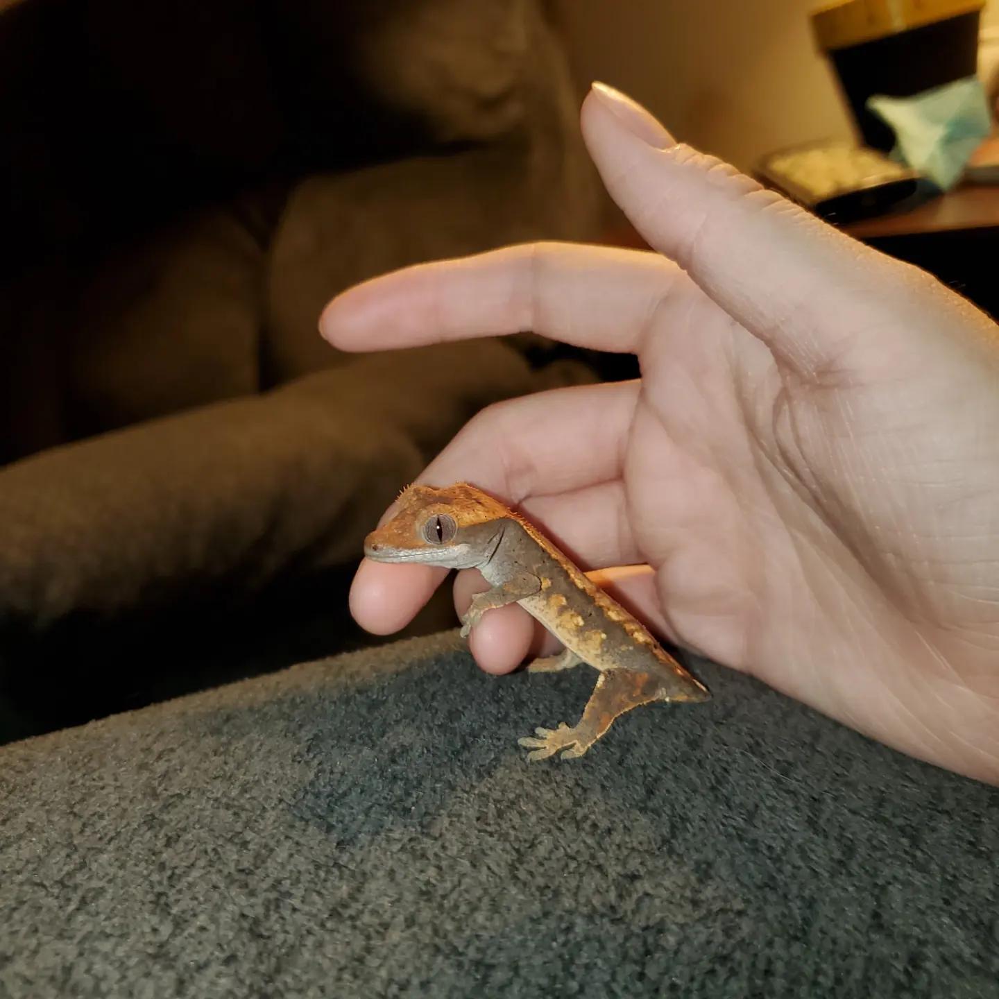 [OC] My crested gecko Yoshi sitting like a distinguished gentleman | Scrolller