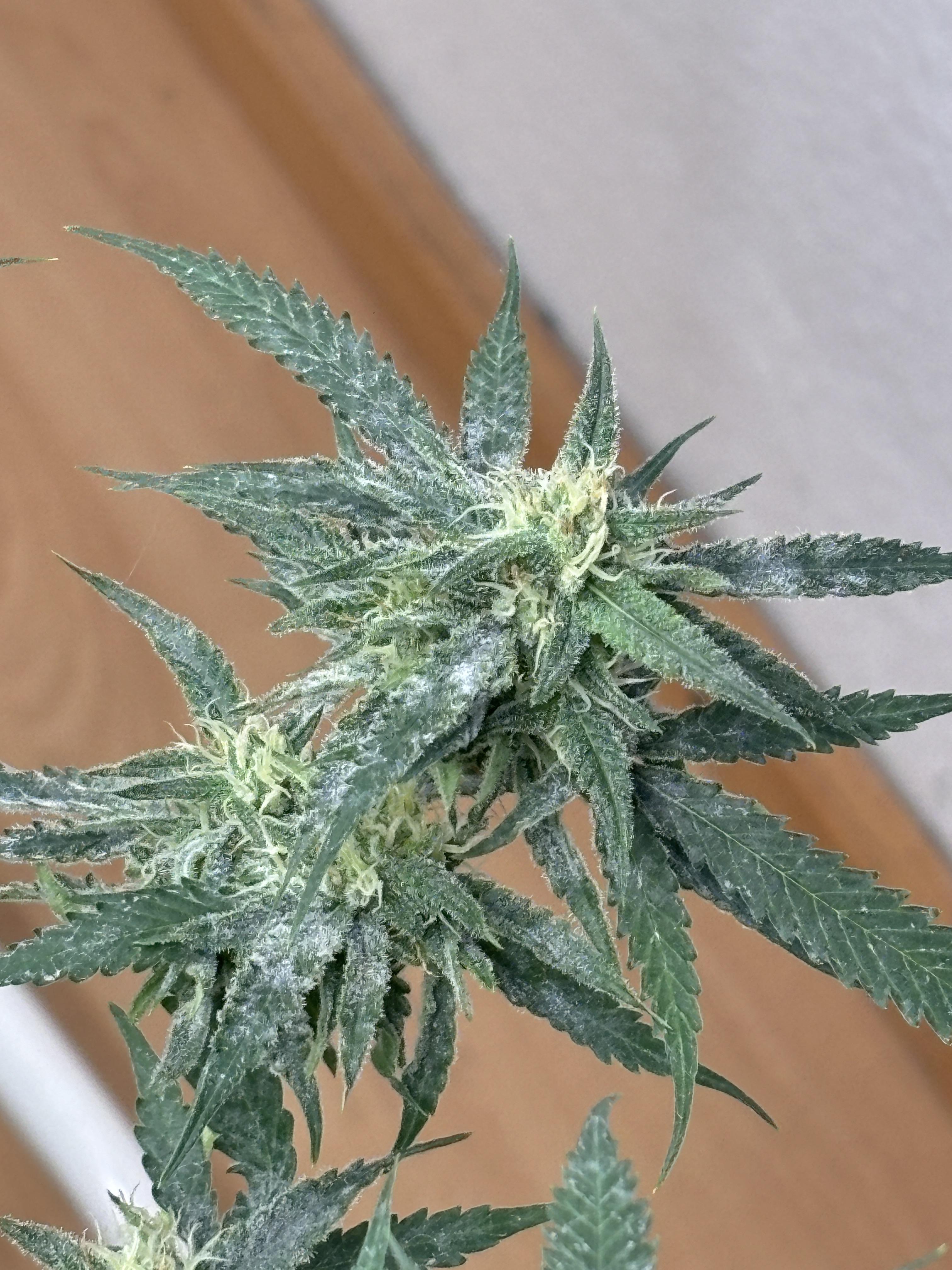 Powdery Mildew :( | Scrolller